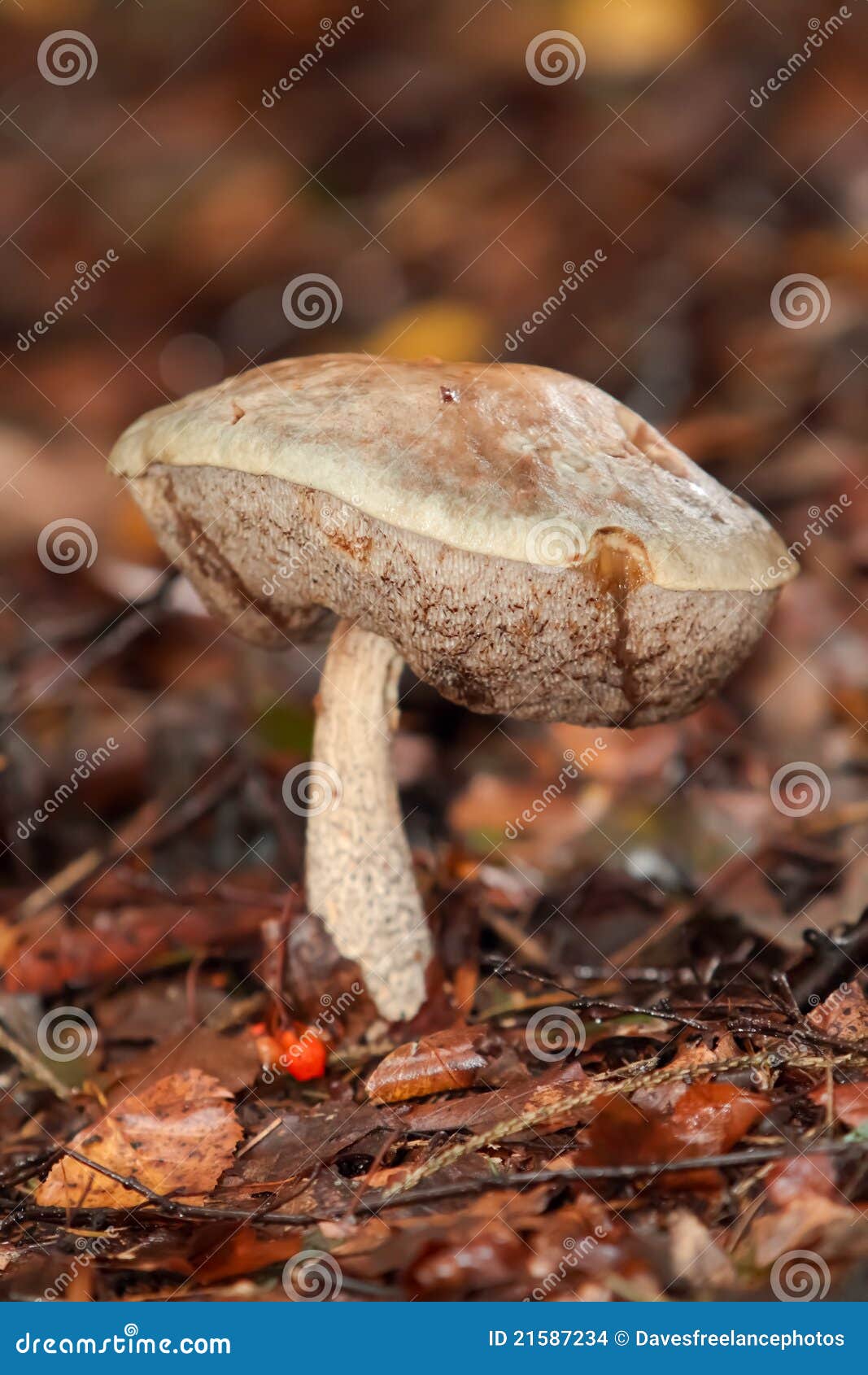 Forest fungus stock photo. Image of prolific, forest - 21587234