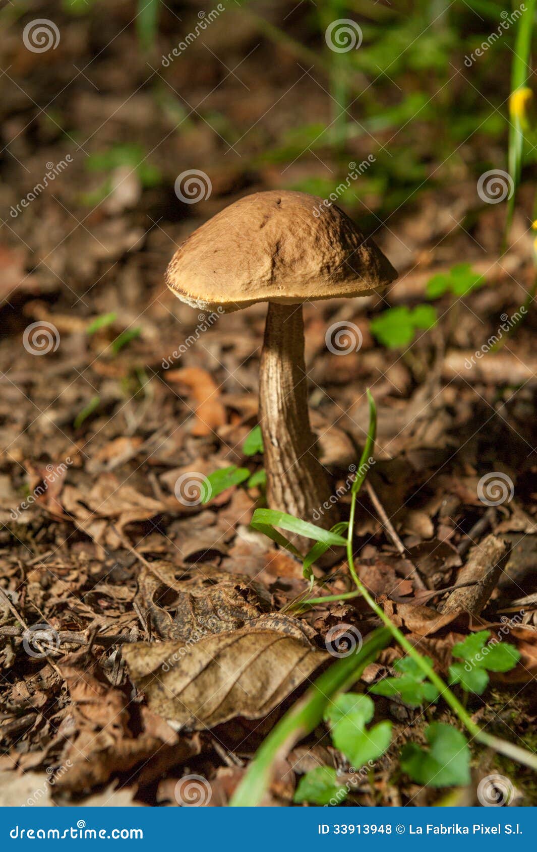 Forest fungus stock photo. Image of vegetation, mushroom - 33913948