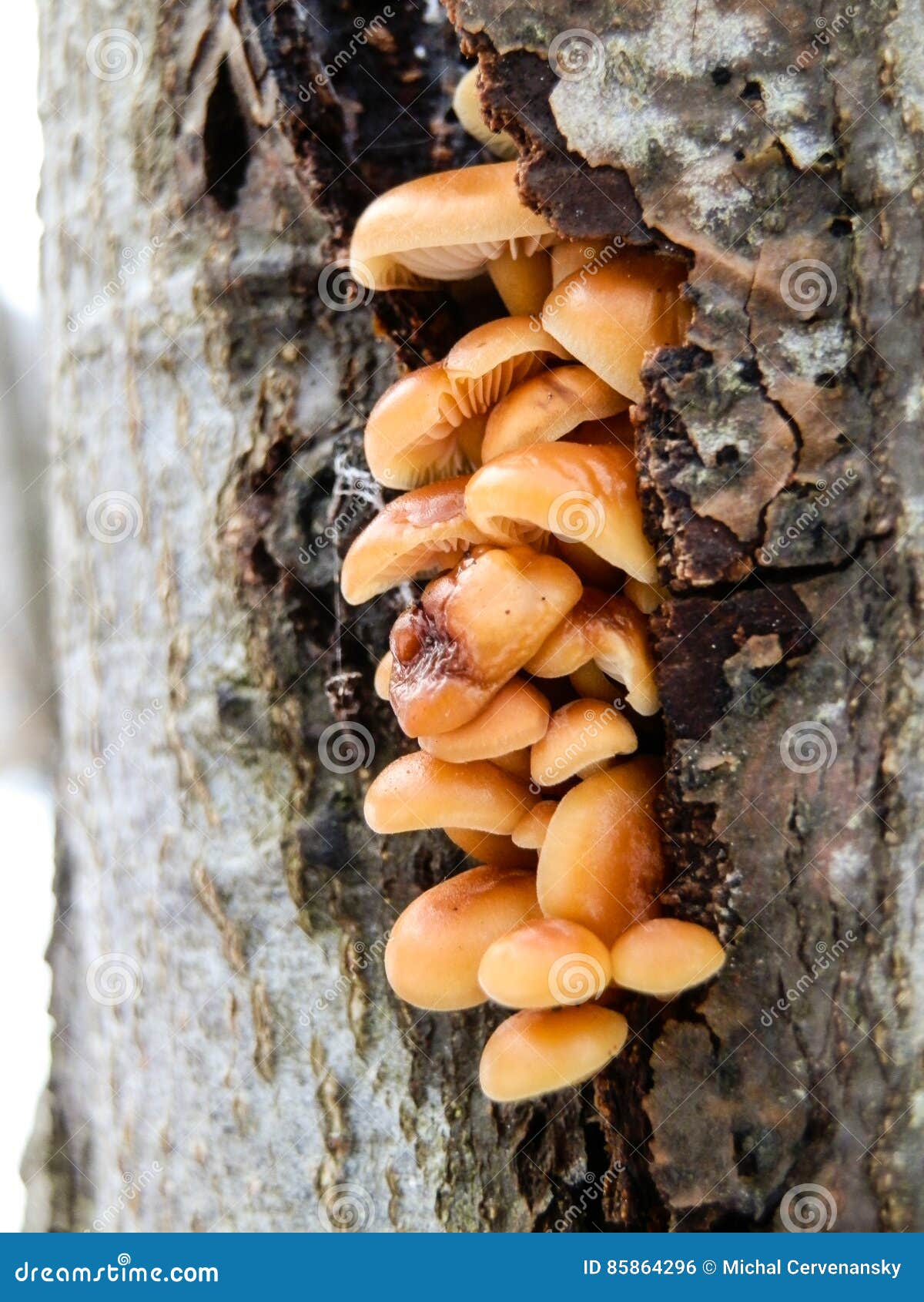 Forest Fungus on Tree in Winter Condition Stock Photo - Image of brown ...