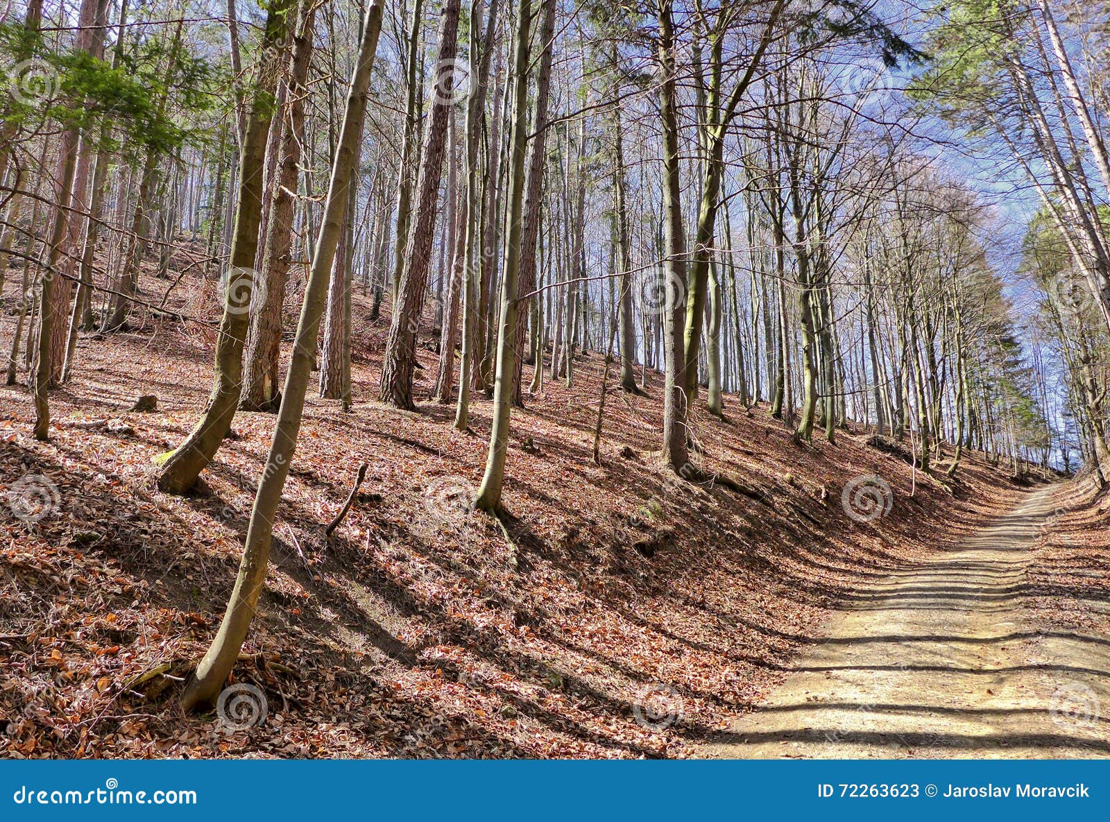 Forest in Gaderska Dolina, Slovakia Stock Image - Image of path, great ...