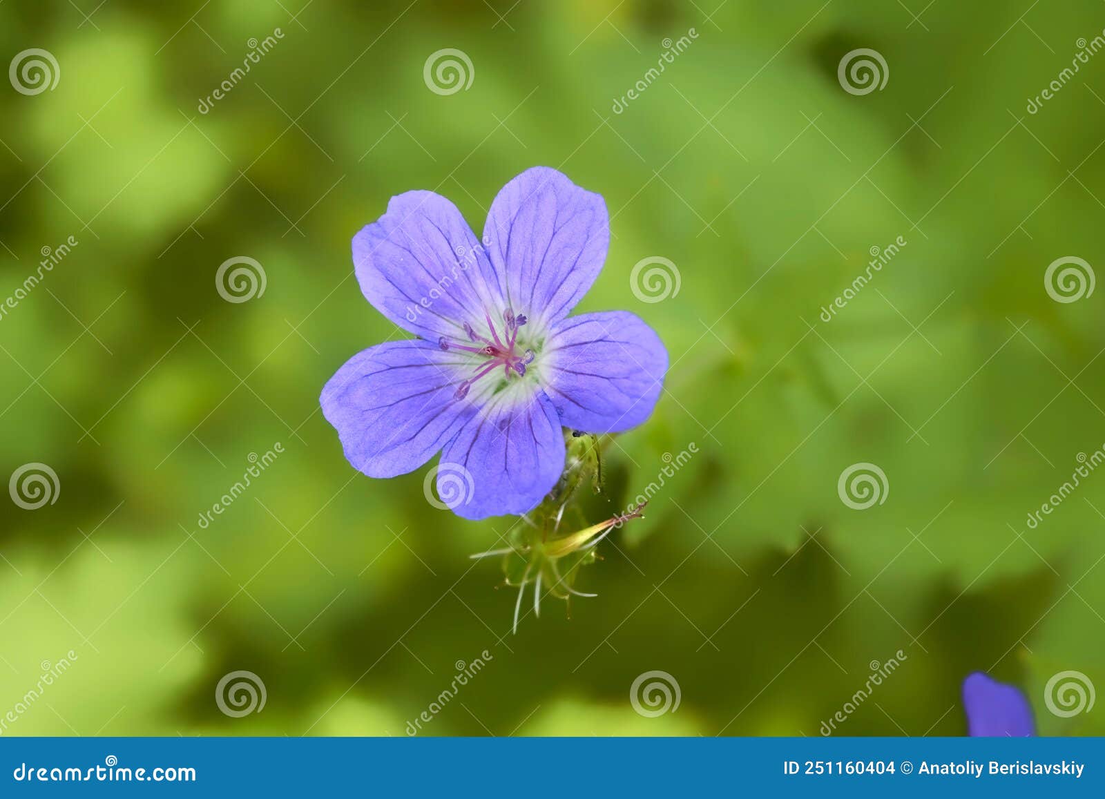 Forest Geranium Geranium Sylvaticum Flower Illuminated by the Suns on a ...