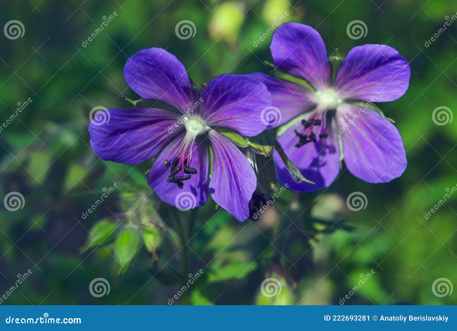 Forest Geranium Geranium Sylvaticum Flowers Illuminated by the Suns on ...