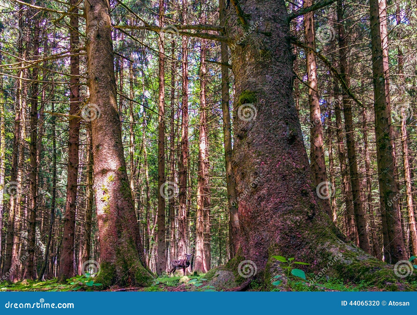 Forest stock photo. Image of environmental, scene, german - 44065320