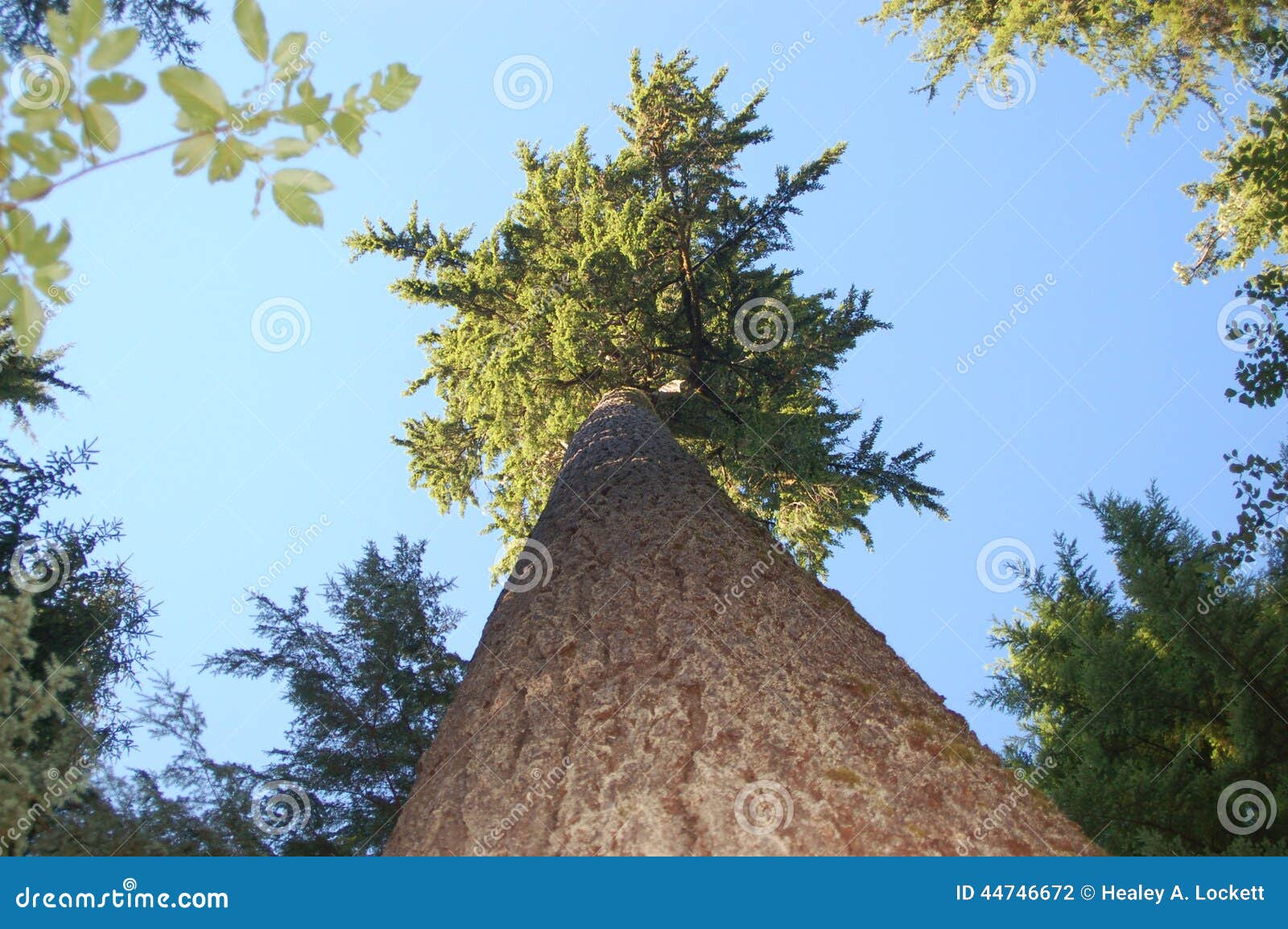 Forest Giant stock photo. Image of perspective, giant - 44746672