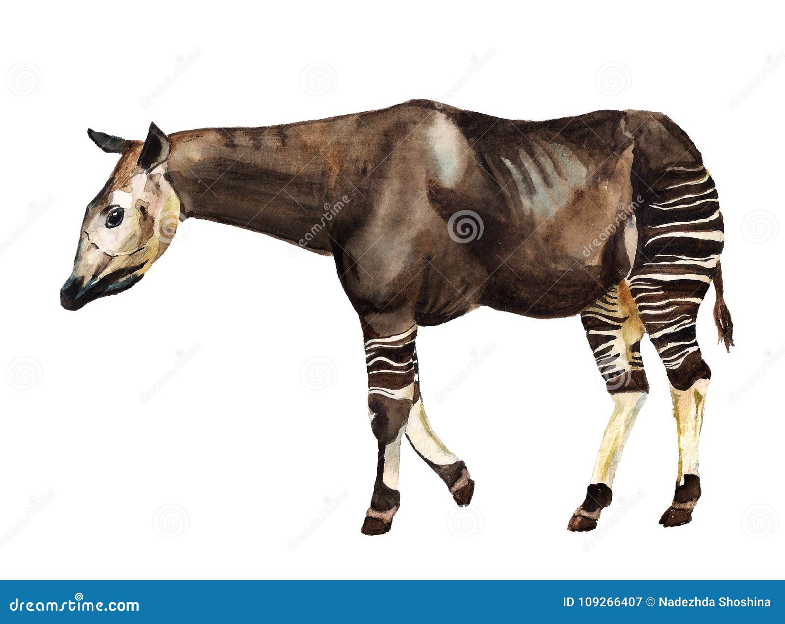 Okapi Watercolor, Close Up Predator Animals Wildlife. Ultra High ...