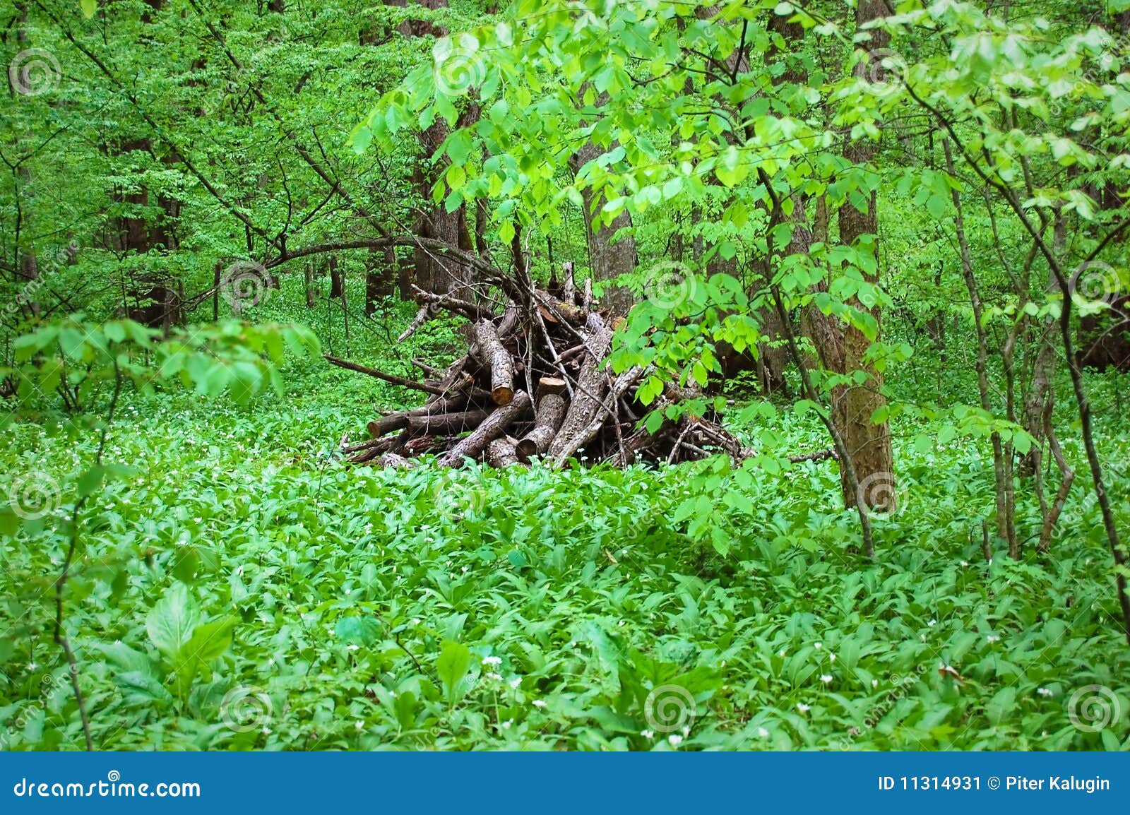 Forest Glade stock image. Image of summer, firewood, pine - 11314931