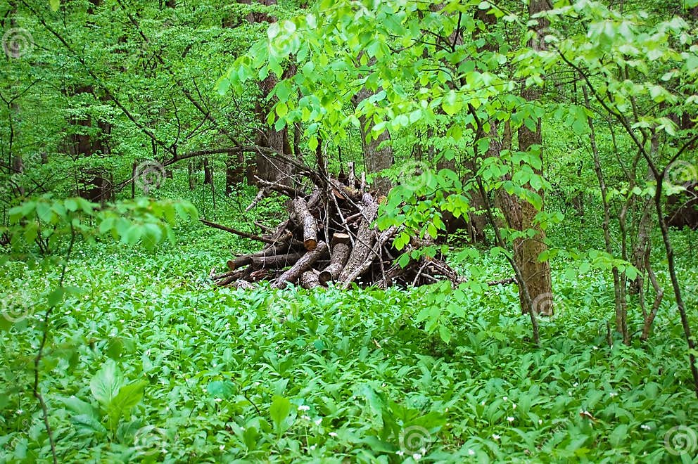 Forest Glade stock image. Image of summer, firewood, pine - 11314931