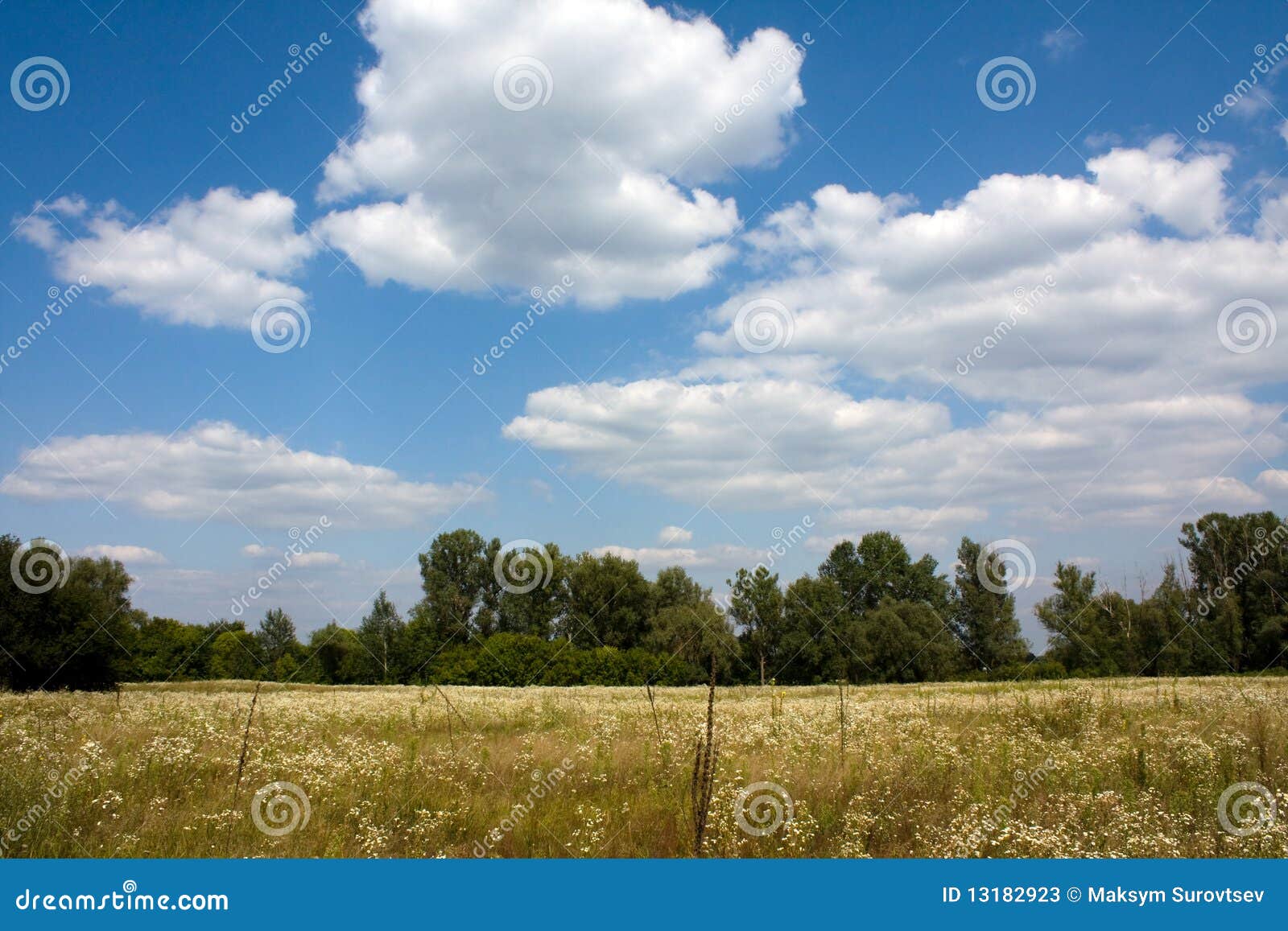 Forest glade stock image. Image of cloud, green, leaf - 13182923
