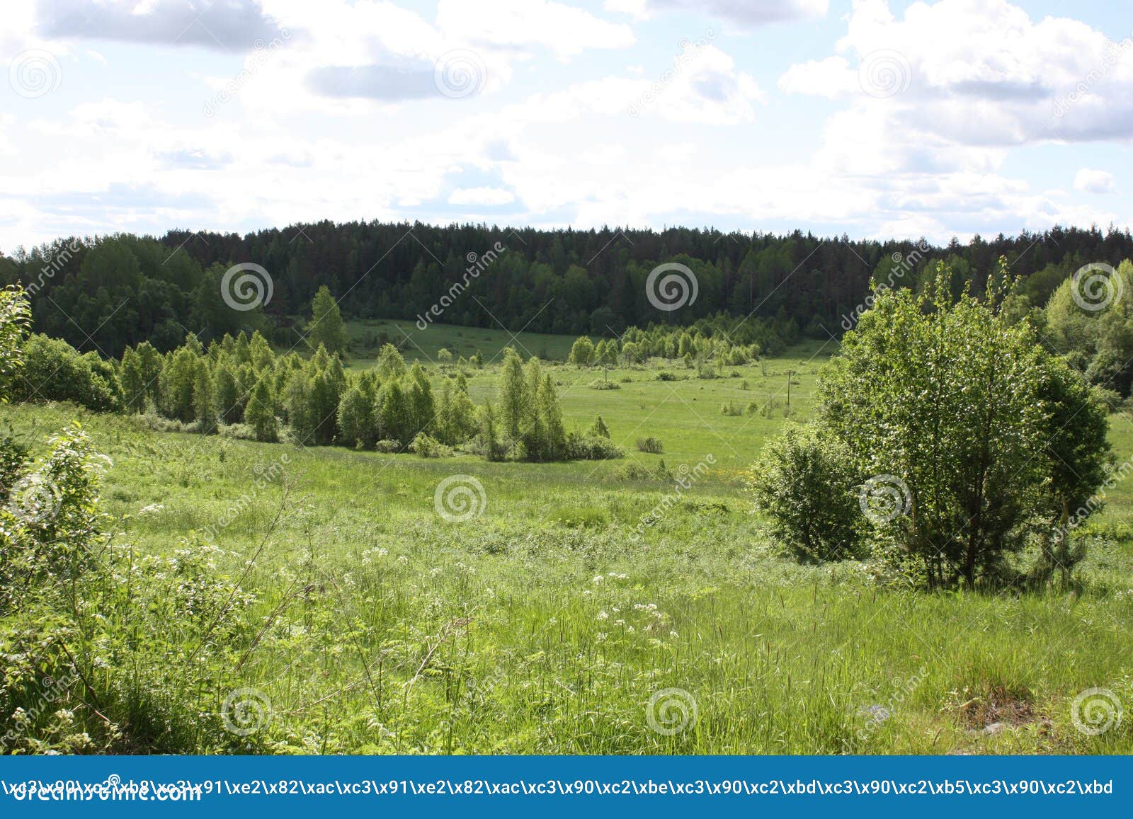 Forest Glade. stock photo. Image of summer, clouds, nature - 78518232