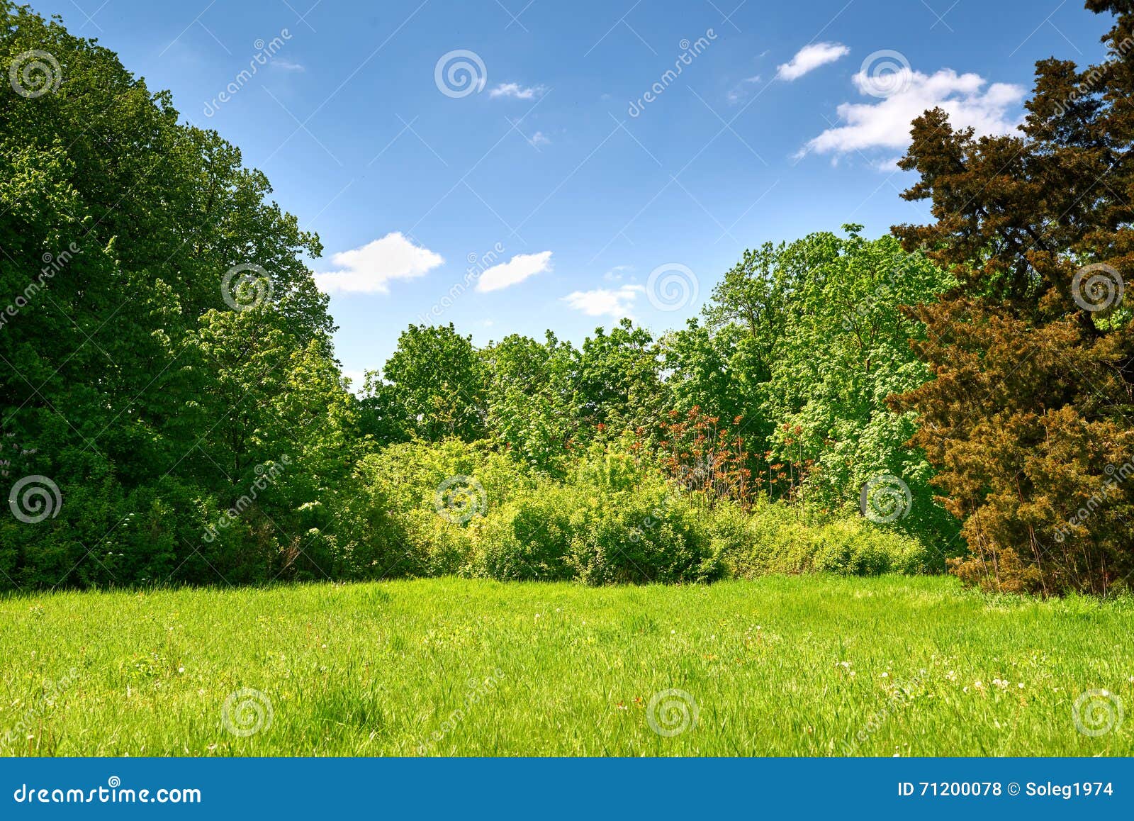 Forest Glade and Cloudy Sky, Beautiful Spring Landscape at Bright Day ...