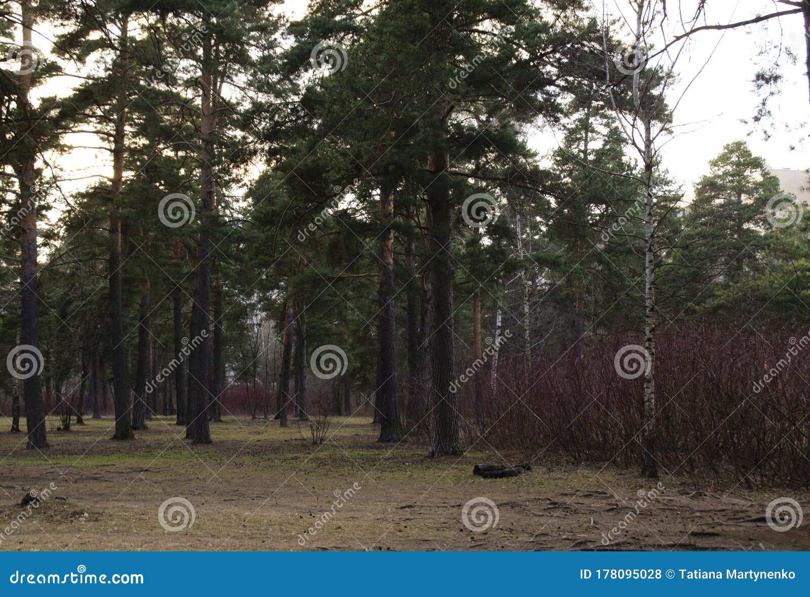 Forest Glade. Cones, Tree Roots, Green Grass, Trees in the Background ...