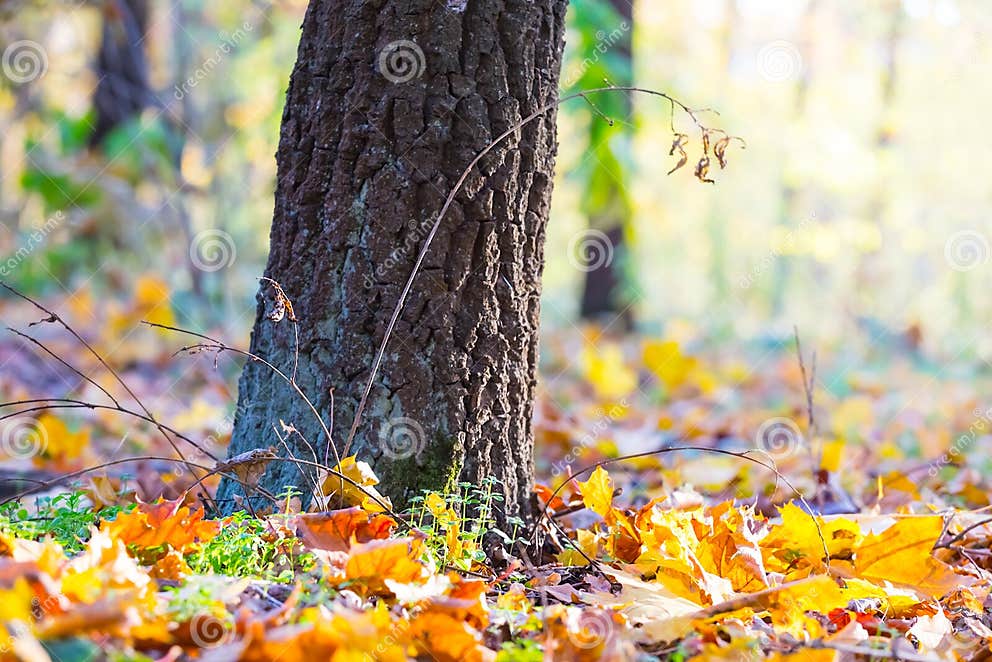 Forest Glade Covered by a Dry Leaves in a Light of Sun Stock Image ... Forest Glade Covered by a Dry Leaves in a Light of Sun Stock Image ...