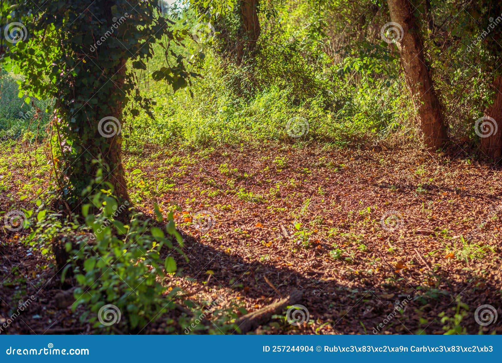Forest Glade on the European Woods Stock Photo - Image of german ...