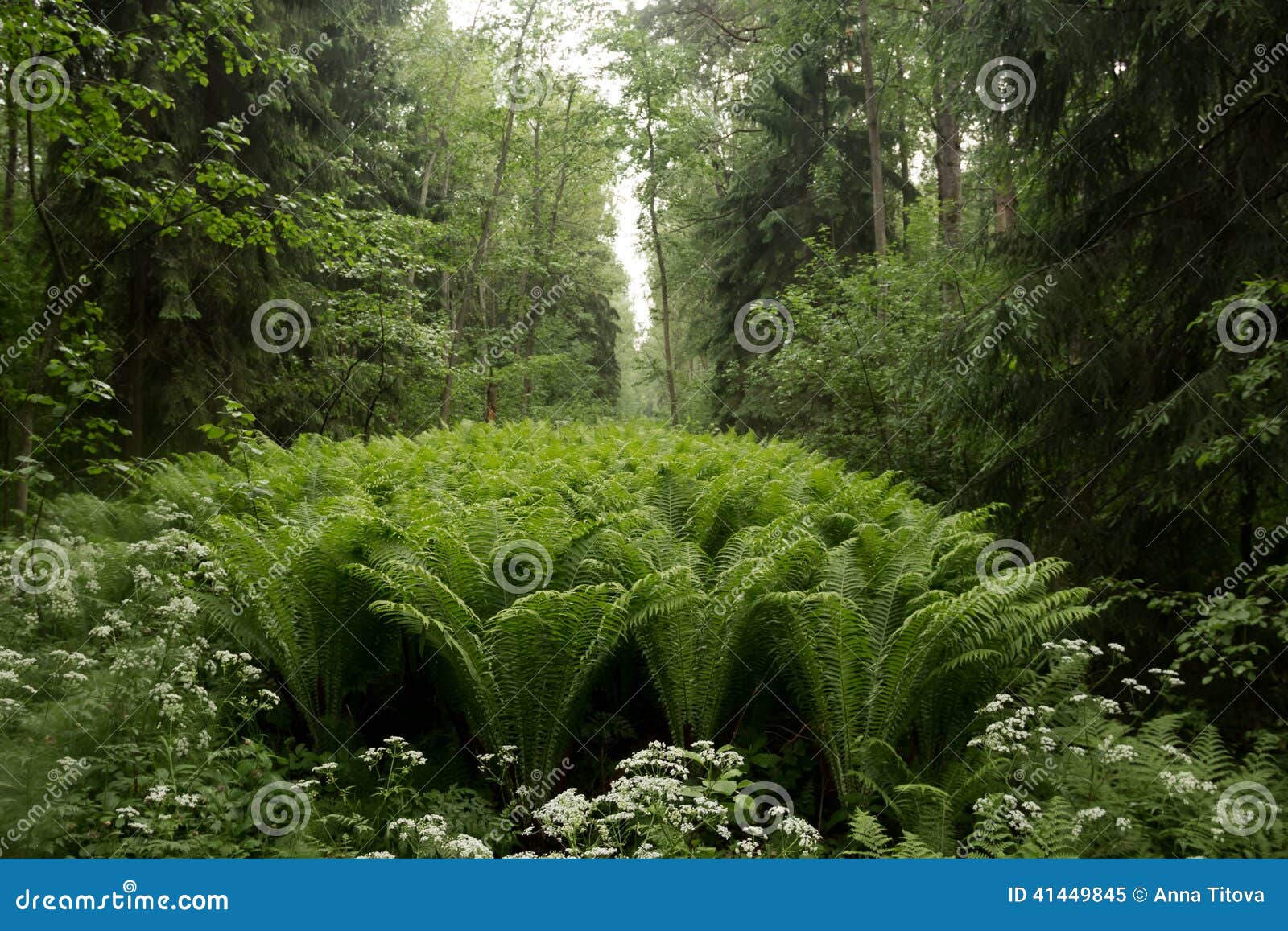Forest glade stock image. Image of flowers, recreation - 41449845