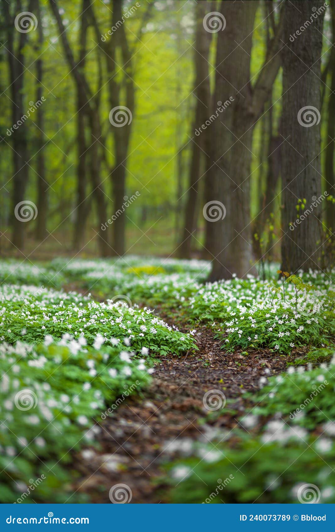 Forest Glade Full of White Spring Flowers Stock Image - Image of ...