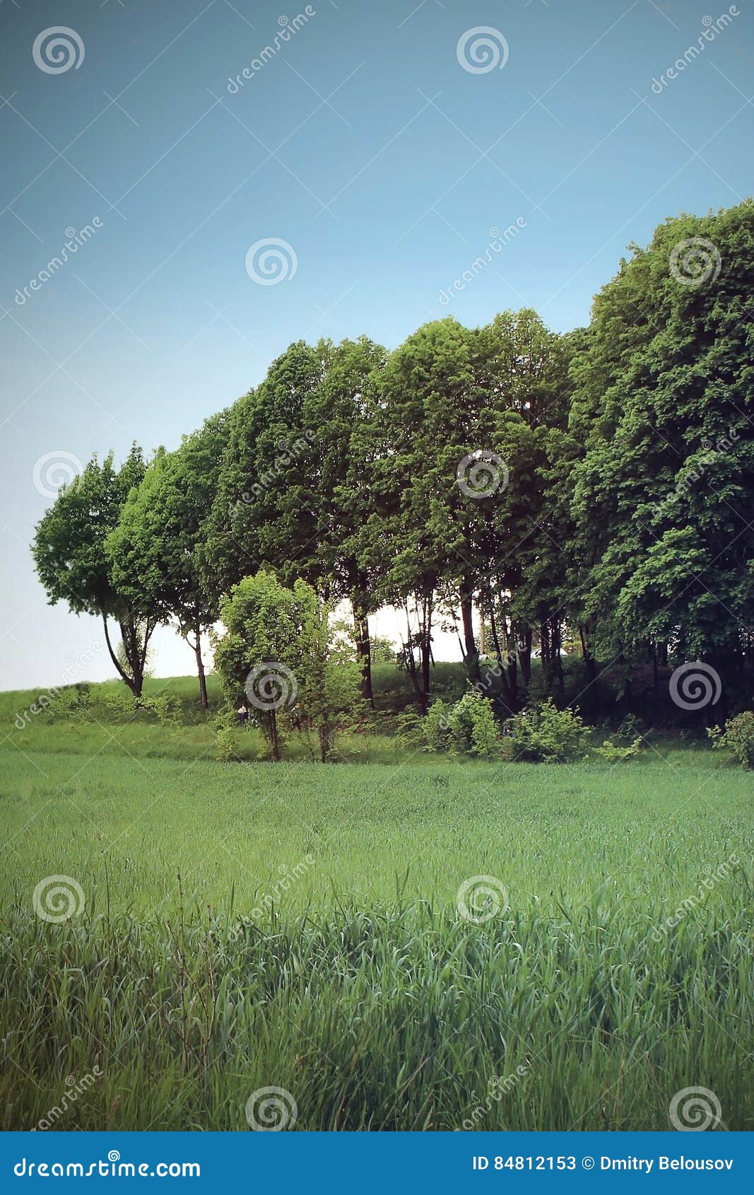Forest Glade stock image. Image of trees, grass, woods - 84812153