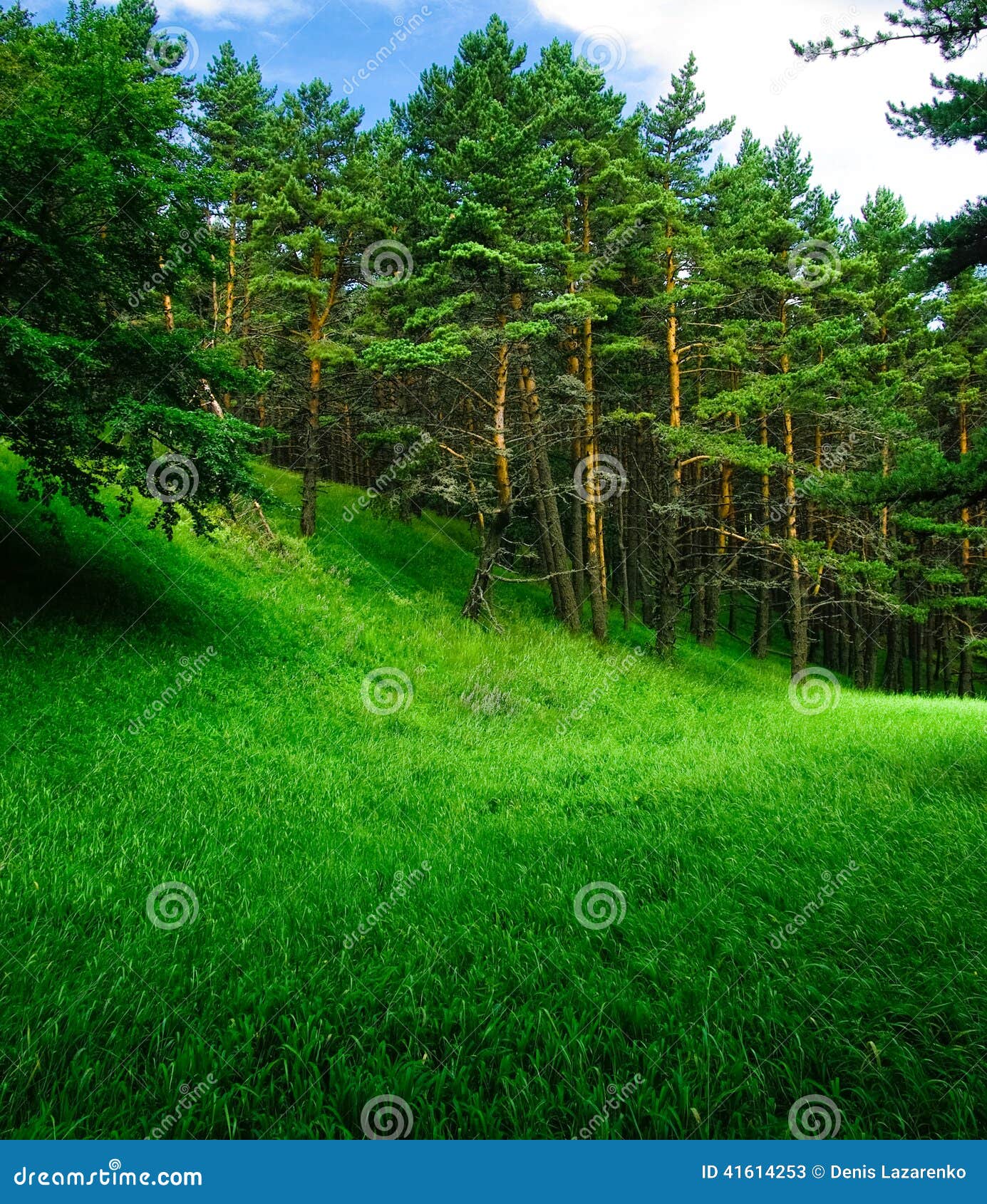 Forest glade stock image. Image of glade, summer, edge - 41614253