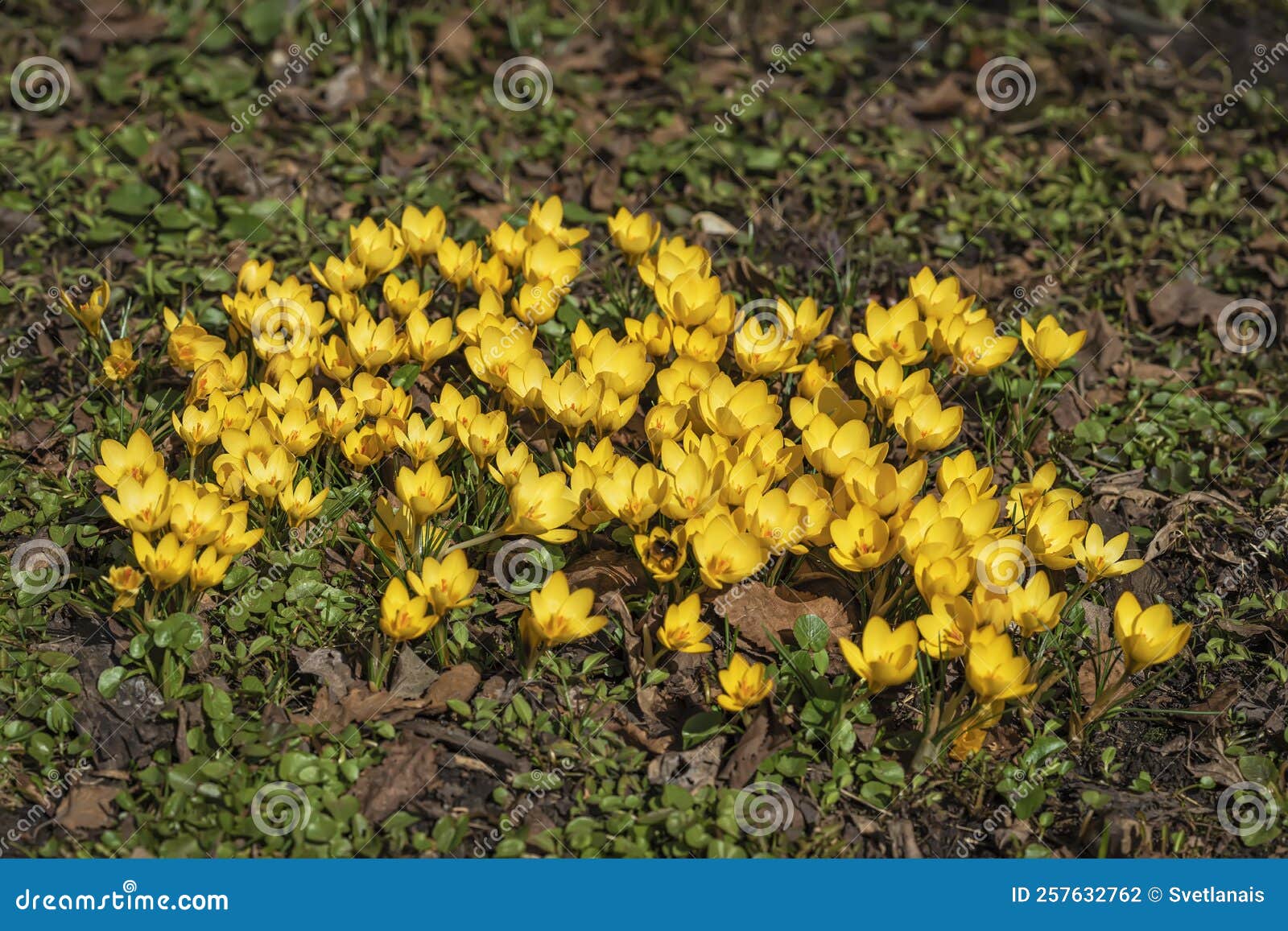 Forest Glade with Group of Flowering Yellow Primroses Stock Photo ...