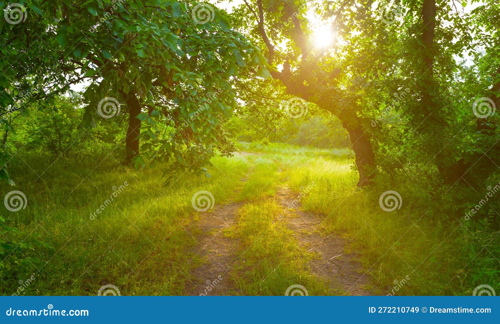Forest Glade in Light of Early Morning Sun Stock Image - Image of light ...