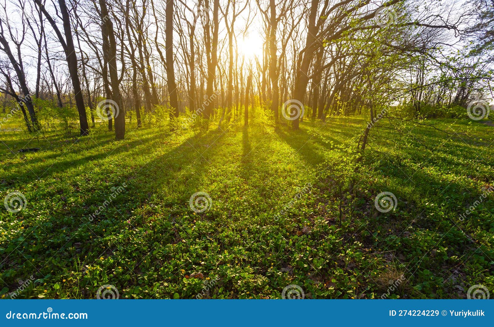 Forest Glade in Light of Evening Sun Stock Image - Image of glade, tree ...