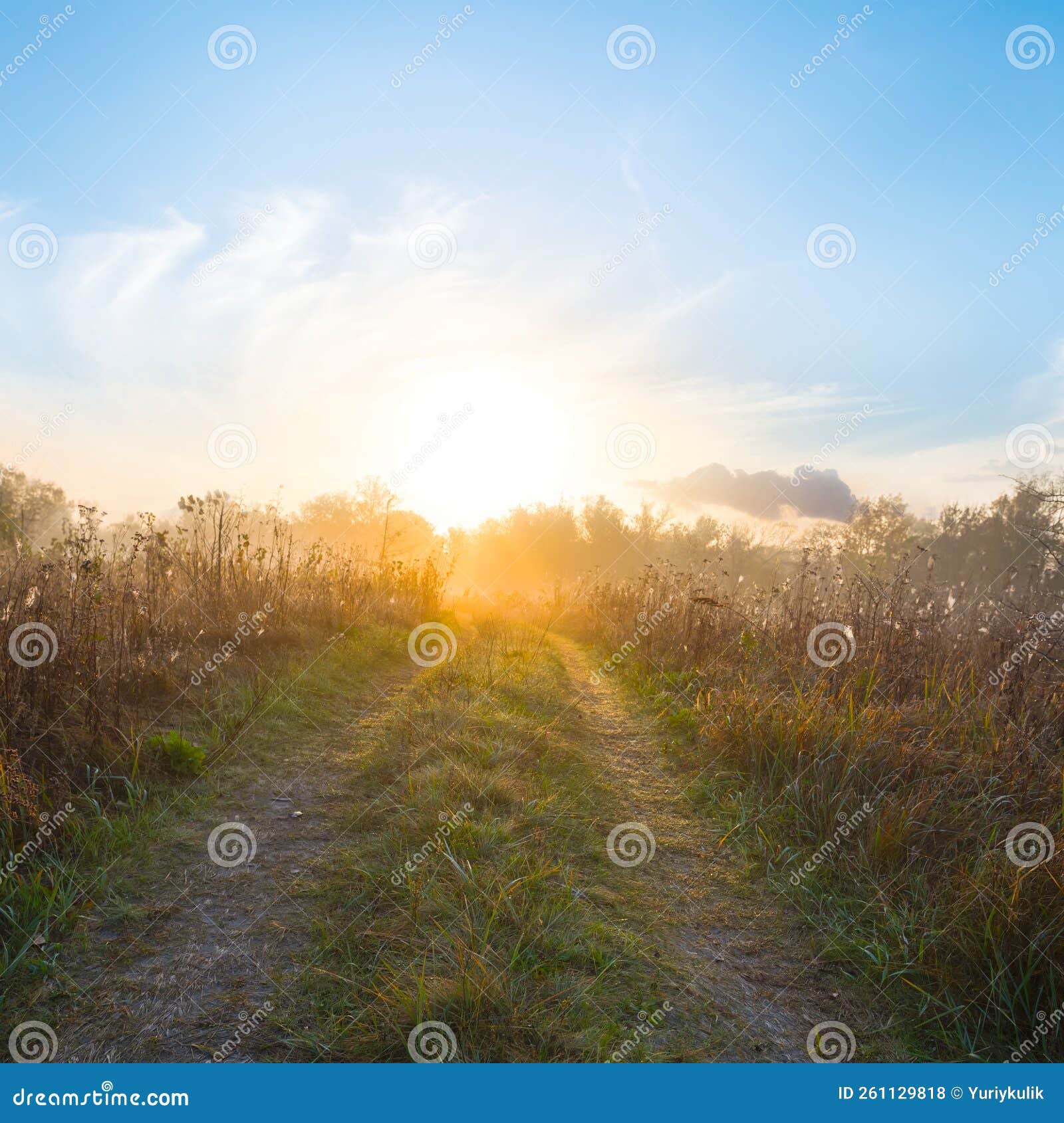 Forest Glade in Mist at the Morning Stock Photo - Image of grove ...