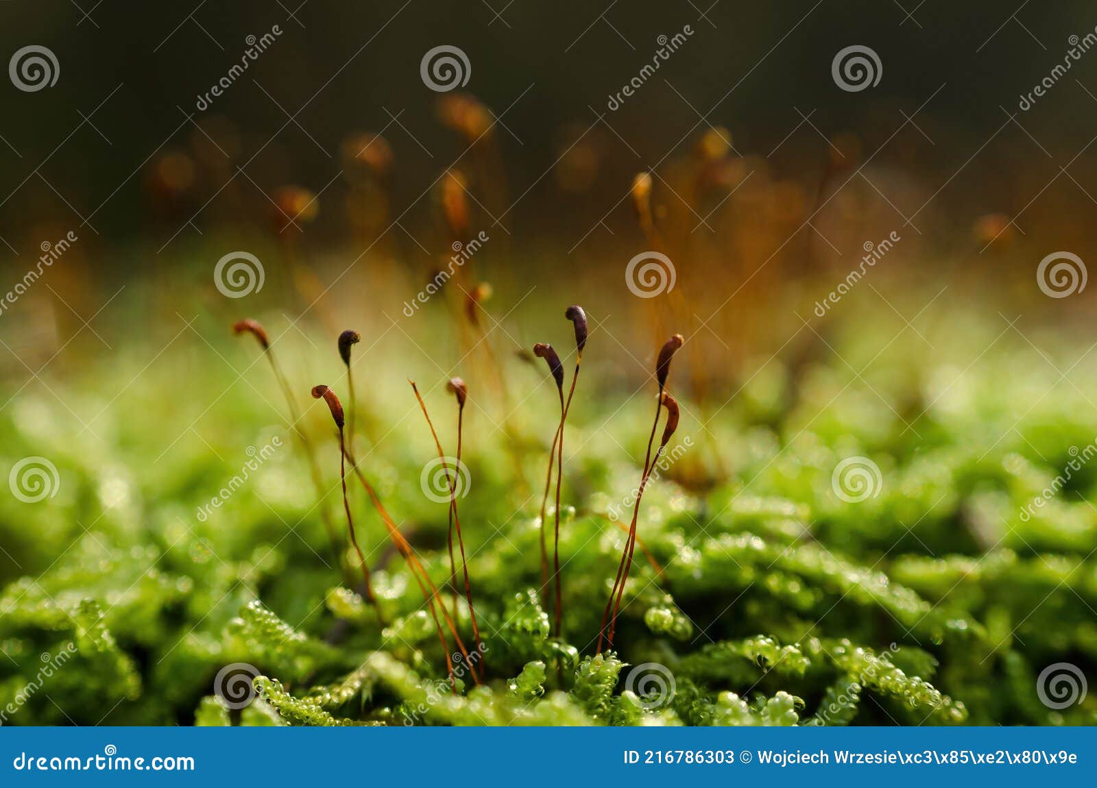 BLOOMING MOSS stock image. Image of home, cycle, life - 216786303