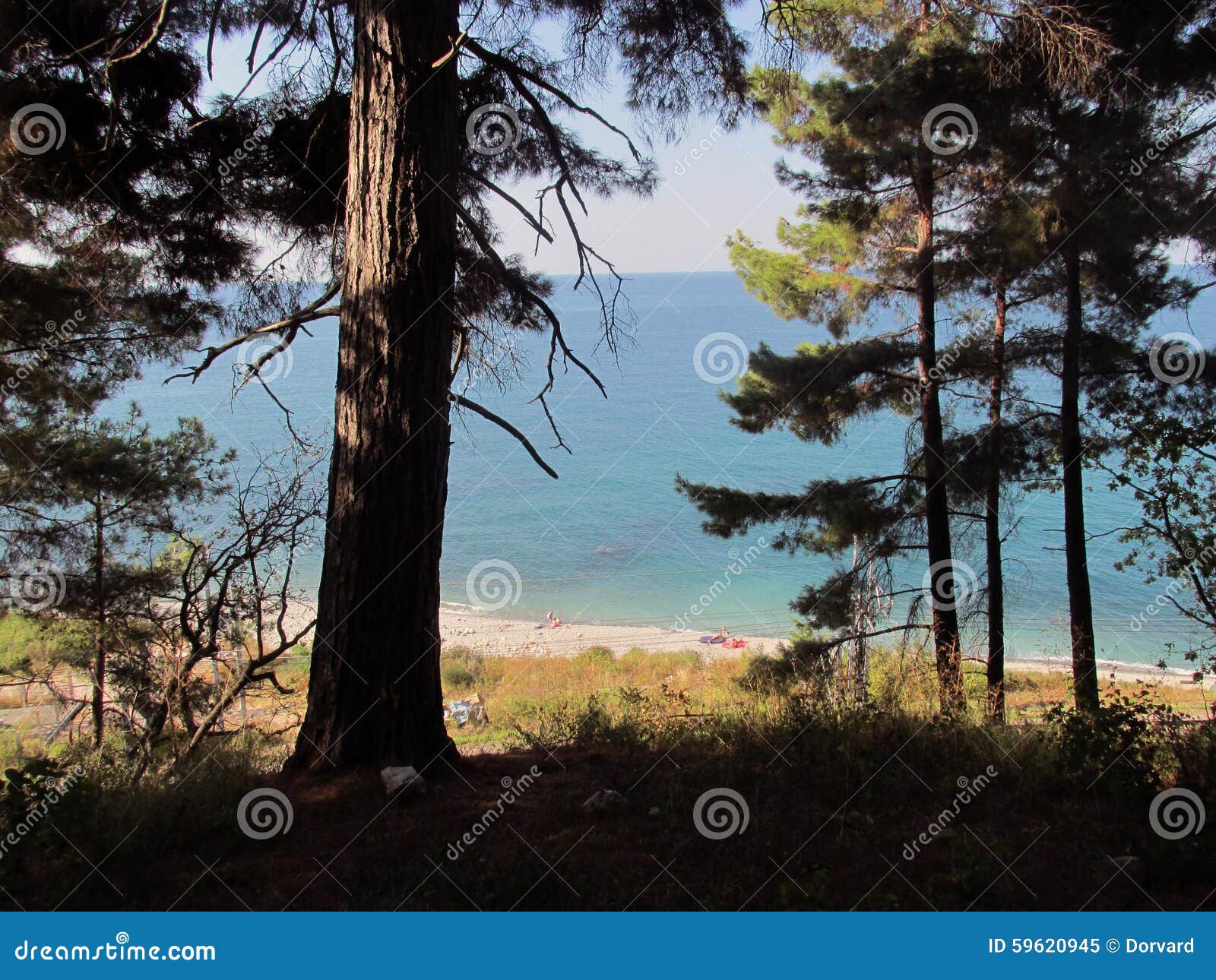 Forest Glade with sea view stock image. Image of nature - 59620945