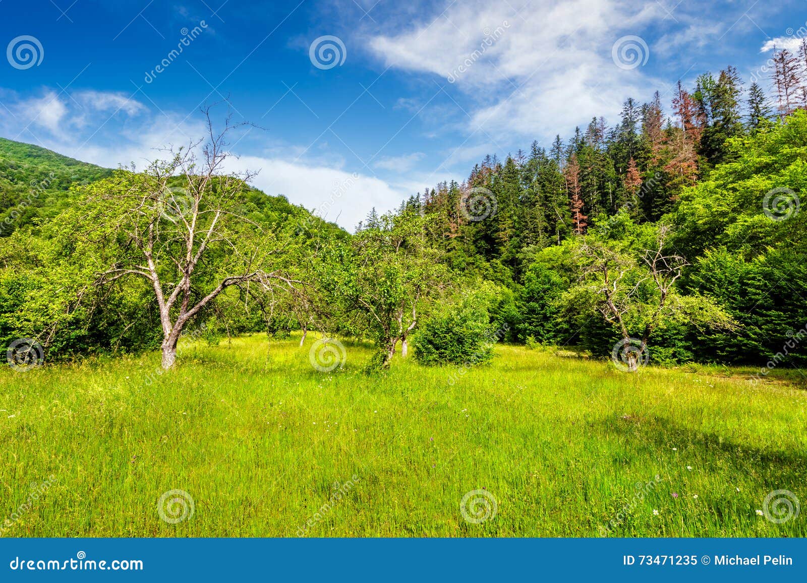 Forest Glade in Shade of the Trees Stock Image - Image of glade, grass ...