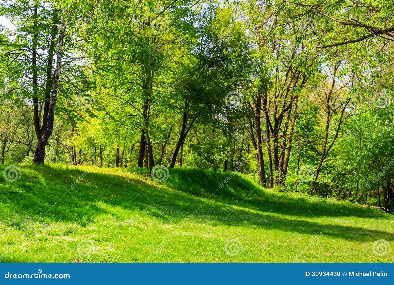 Forest Glade in Shade of the Trees Stock Photo - Image of trees ...