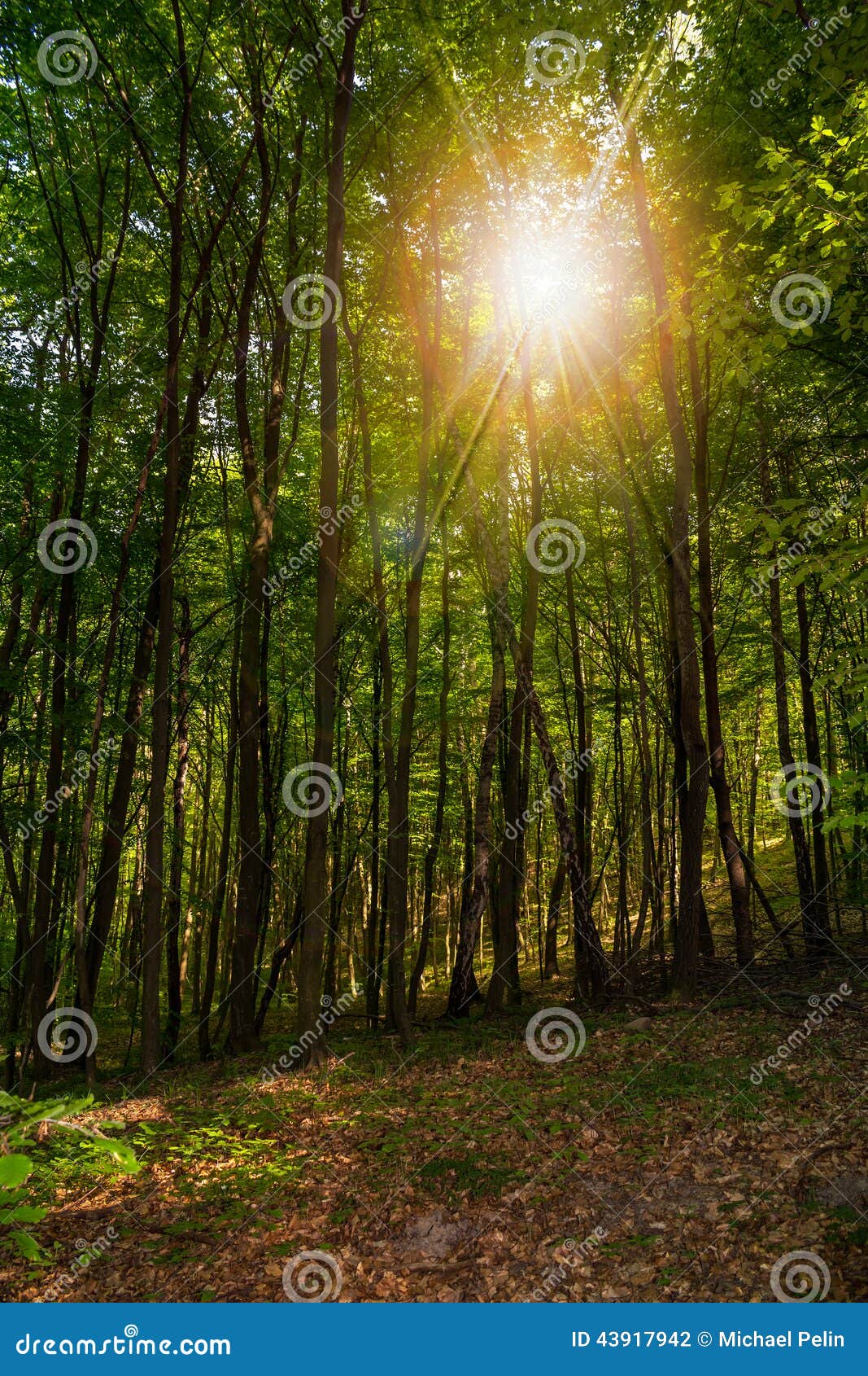 Forest Glade in Shade of the Trees Stock Photo - Image of green, summer ...