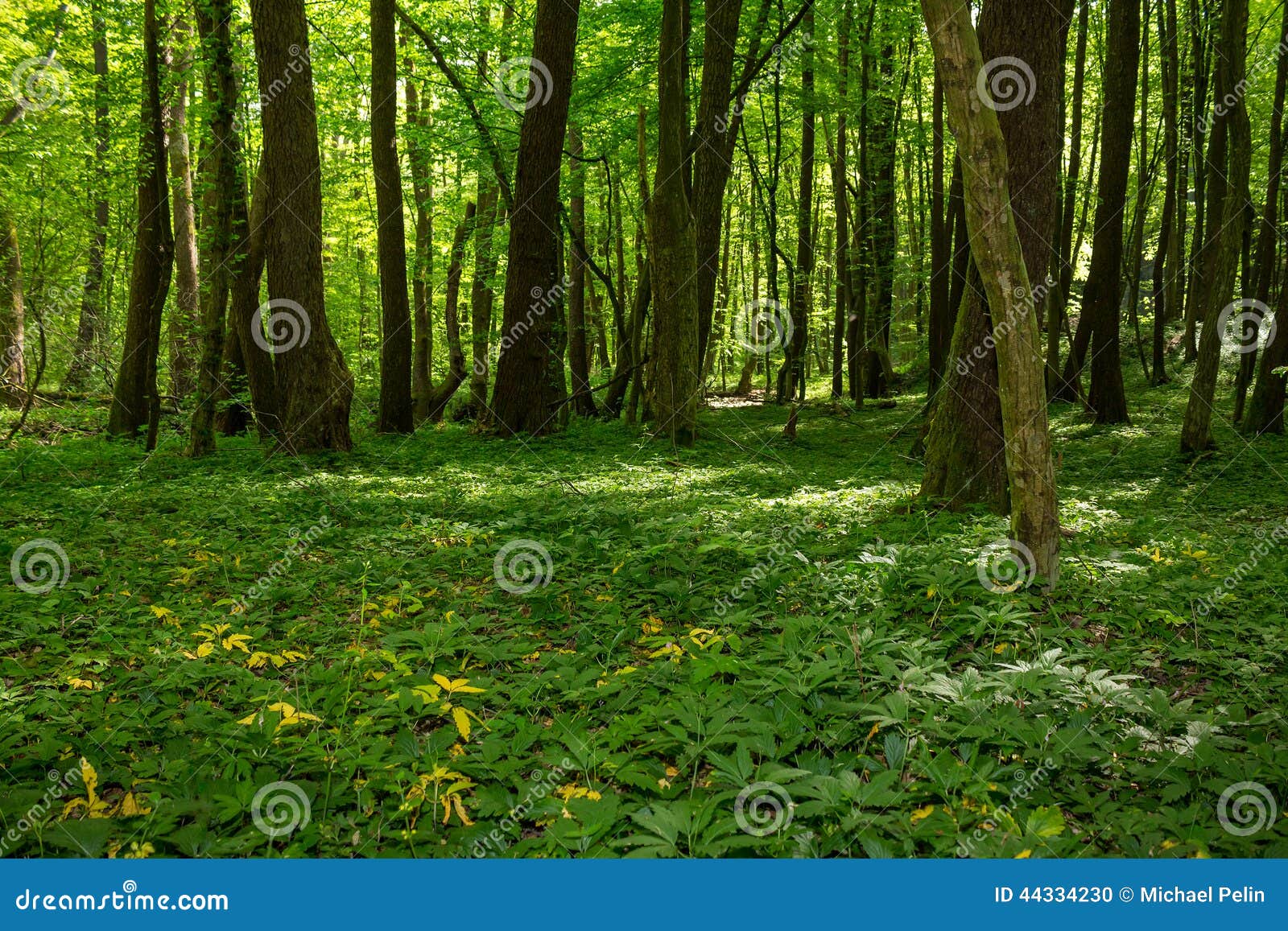 Forest Glade in Shade of the Trees Stock Photo - Image of nature ...