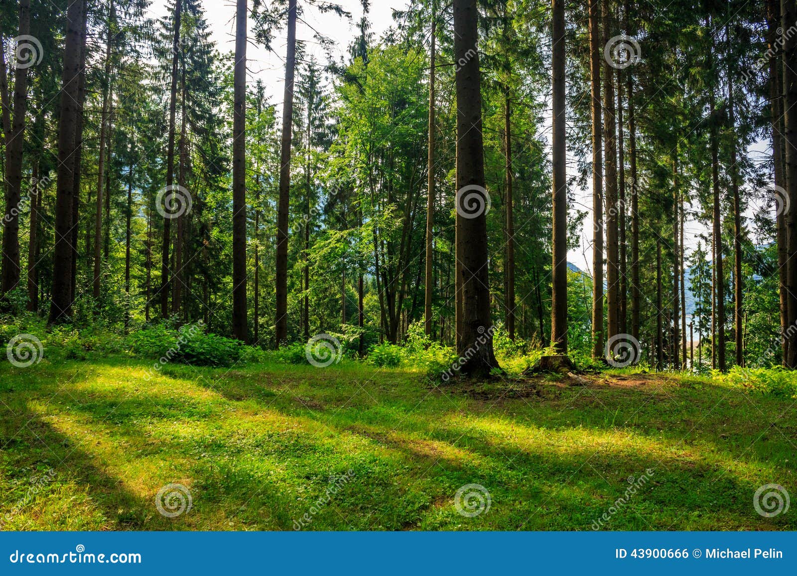 Forest Glade in Shade of the Trees Stock Photo - Image of beauty ...