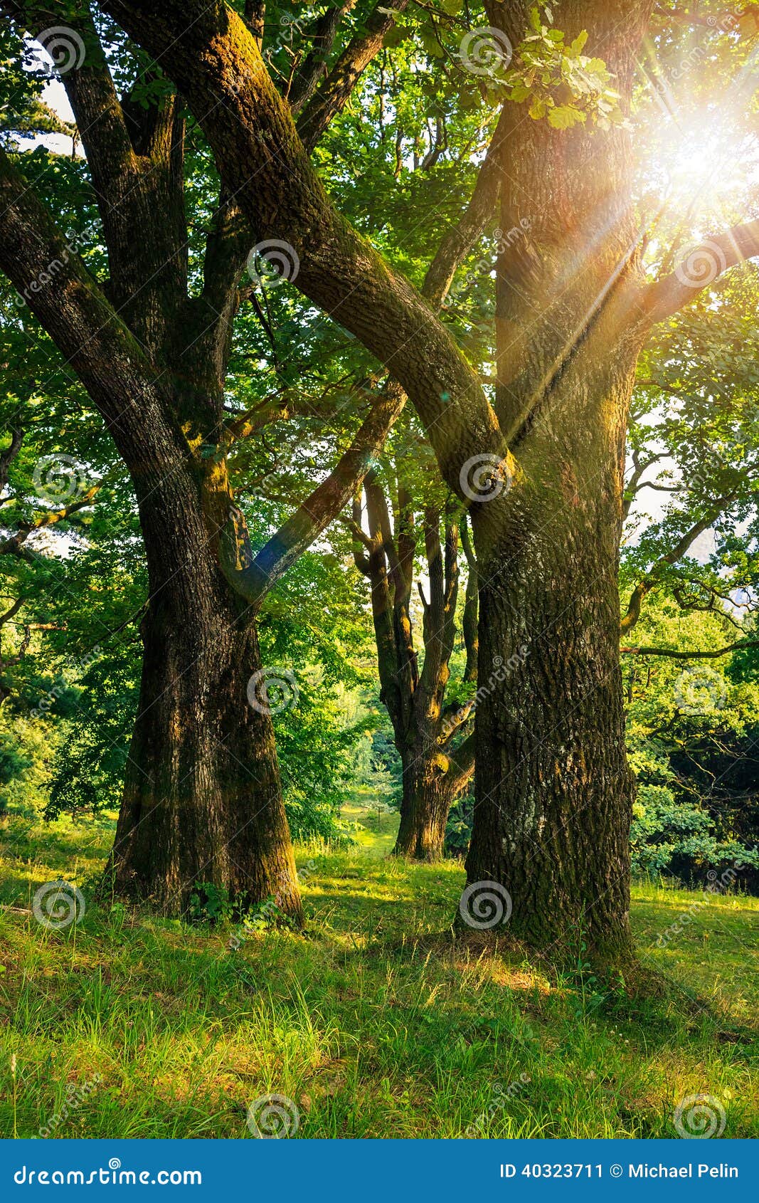 Forest Glade in Shade of the Trees in Sun Rays Stock Image - Image of ...