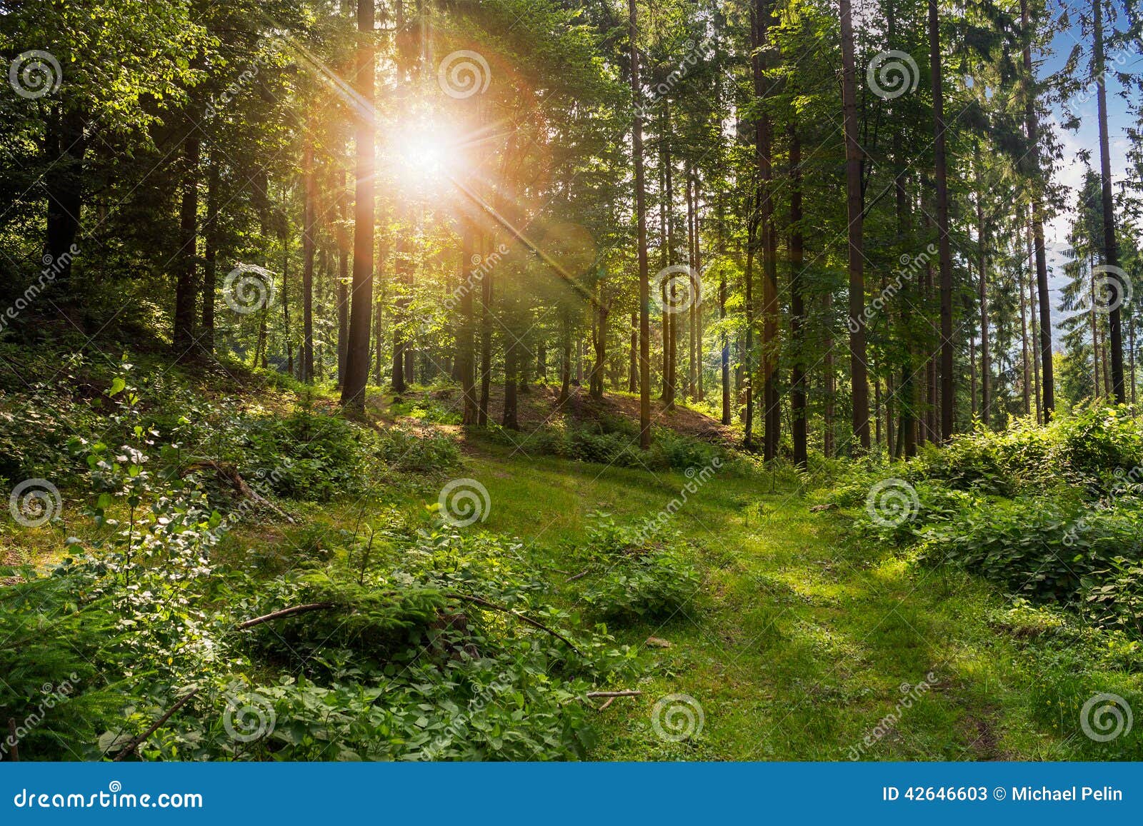 Forest Glade in Shade of the Trees in Sunlight Stock Image - Image of ...