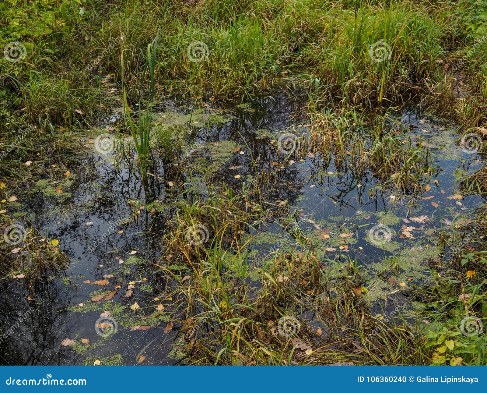 A Small Bog with a Sedge on a Glade Stock Photo - Image of forest ...