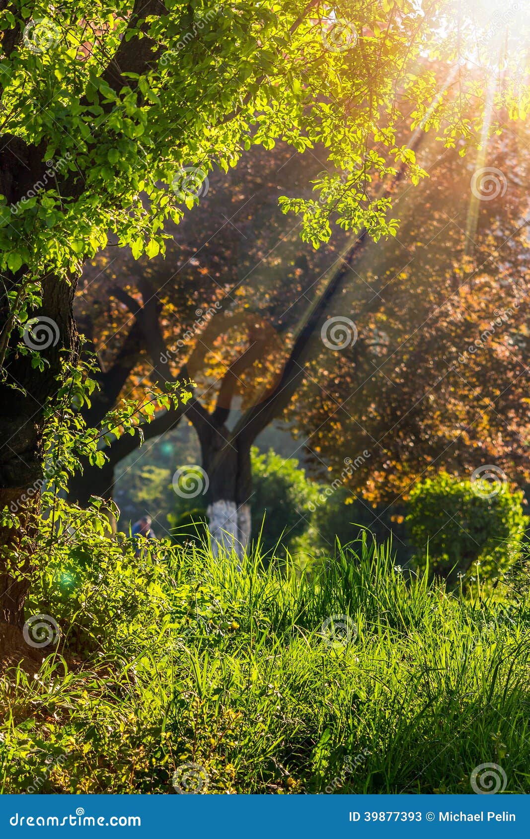 Forest glade in sun light stock image. Image of scene - 39877393