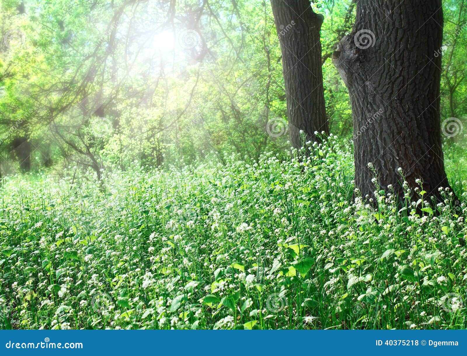 Forest glade sunlit stock photo. Image of grass, beam - 40375218