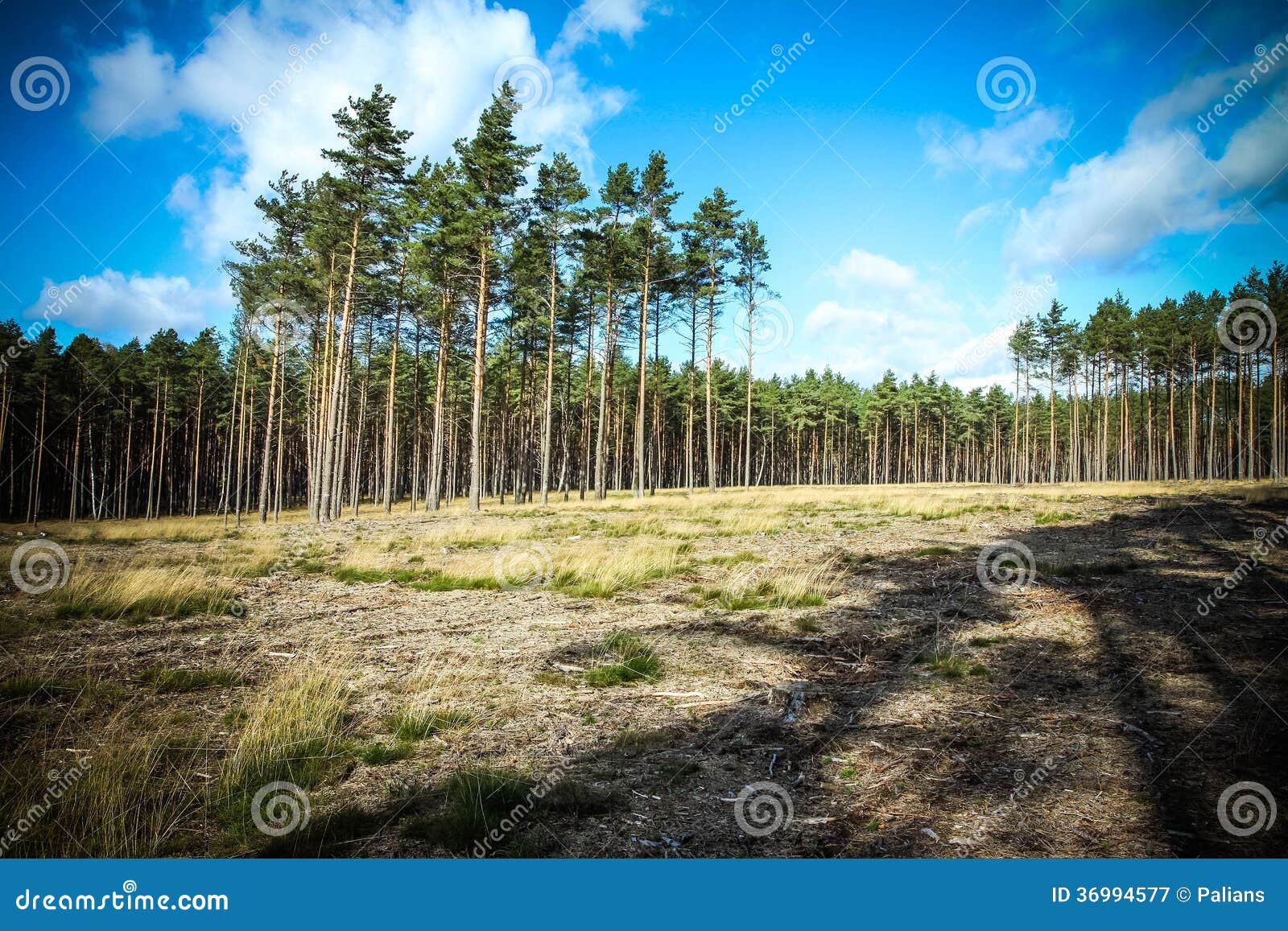 Forest glade stock image. Image of trees, clouds, pine - 36994577
