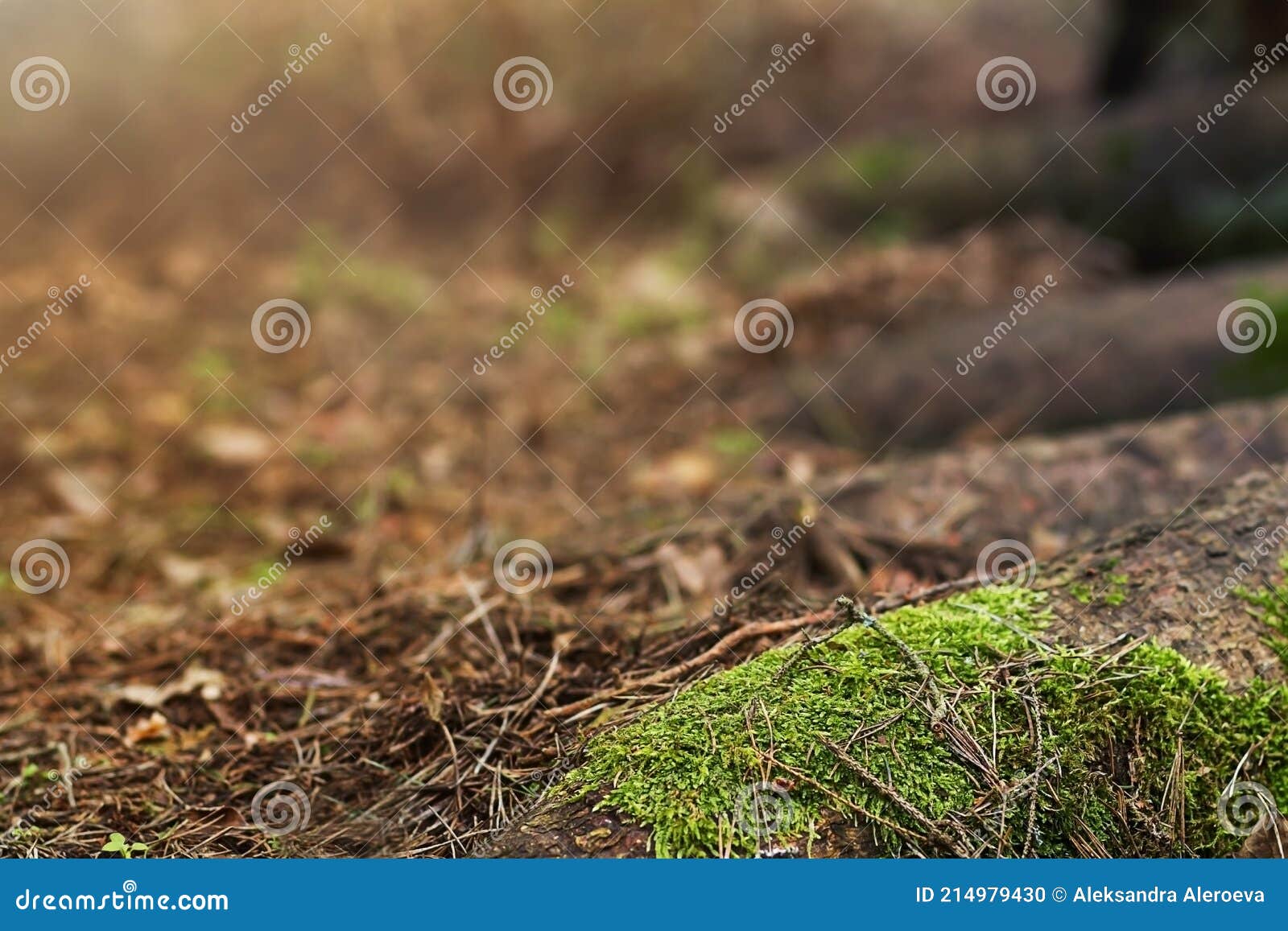 Forest Glade. Sunny Forest Glade, Tree Roots Stock Photo - Image of ...