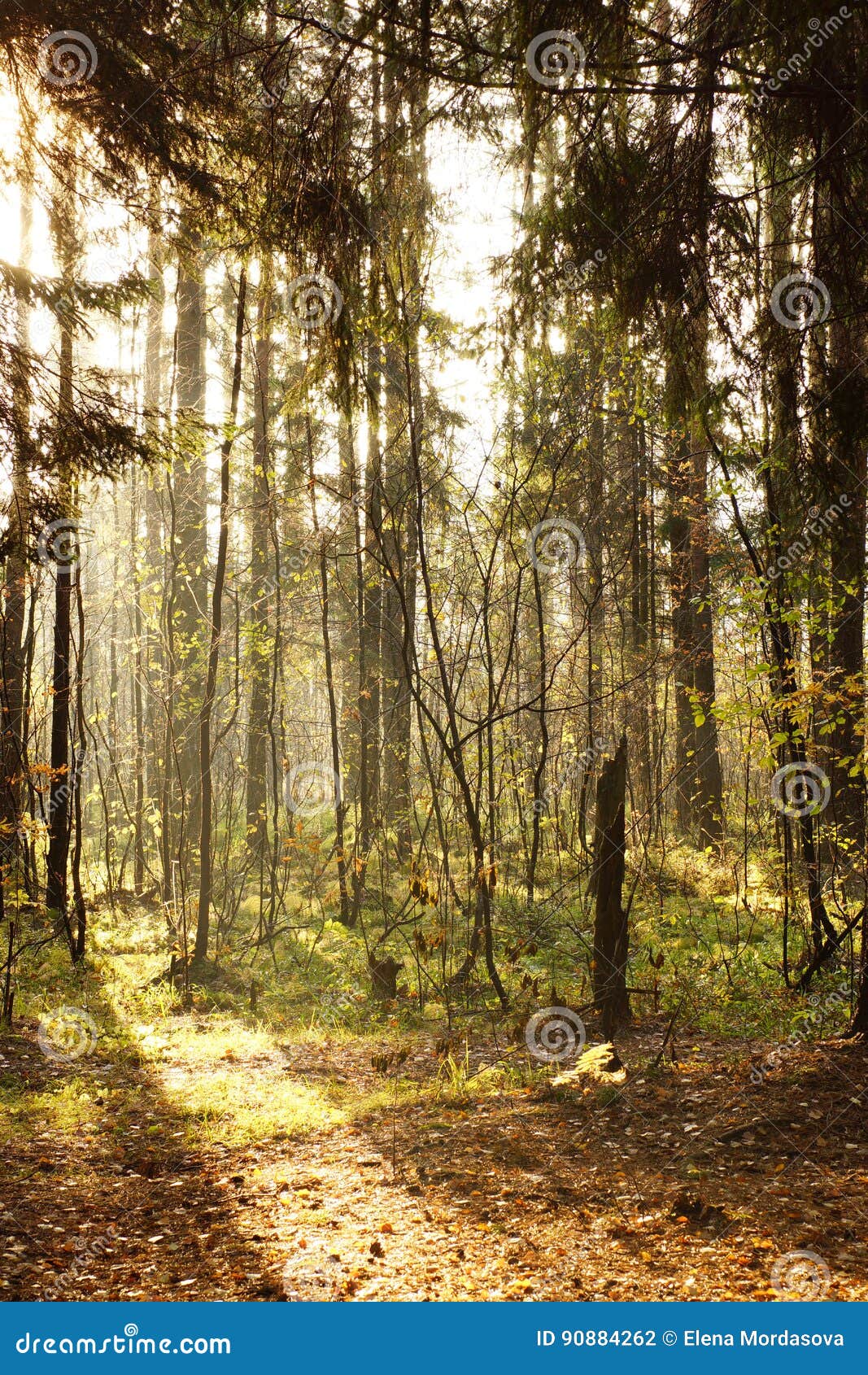 A Forest Glade Surrounded by Bushes and Trees through Which the Rays of ...