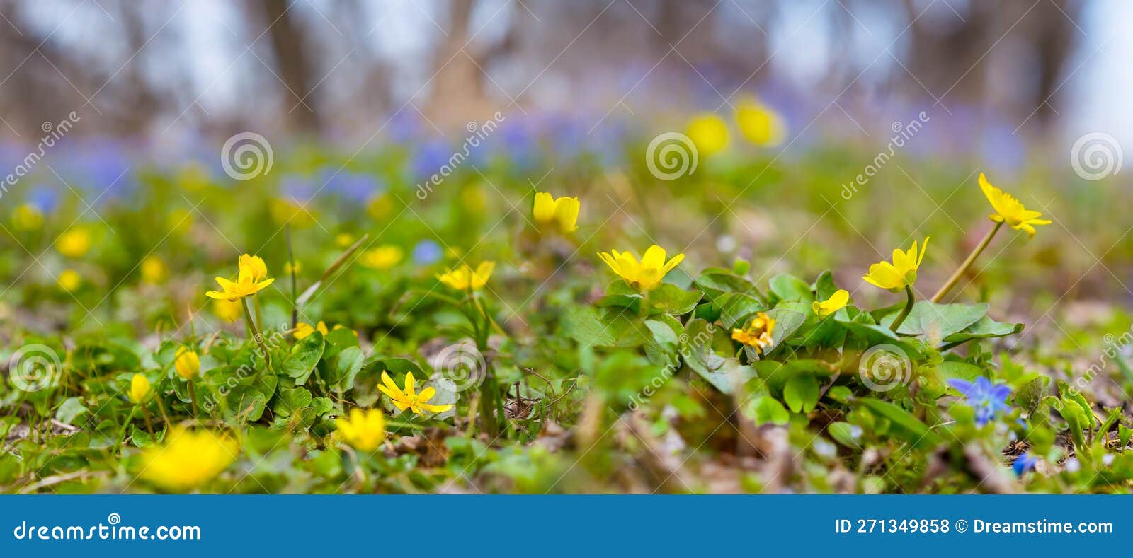 Forest Glade with Wild Flowers Stock Photo - Image of lush, herbage ...