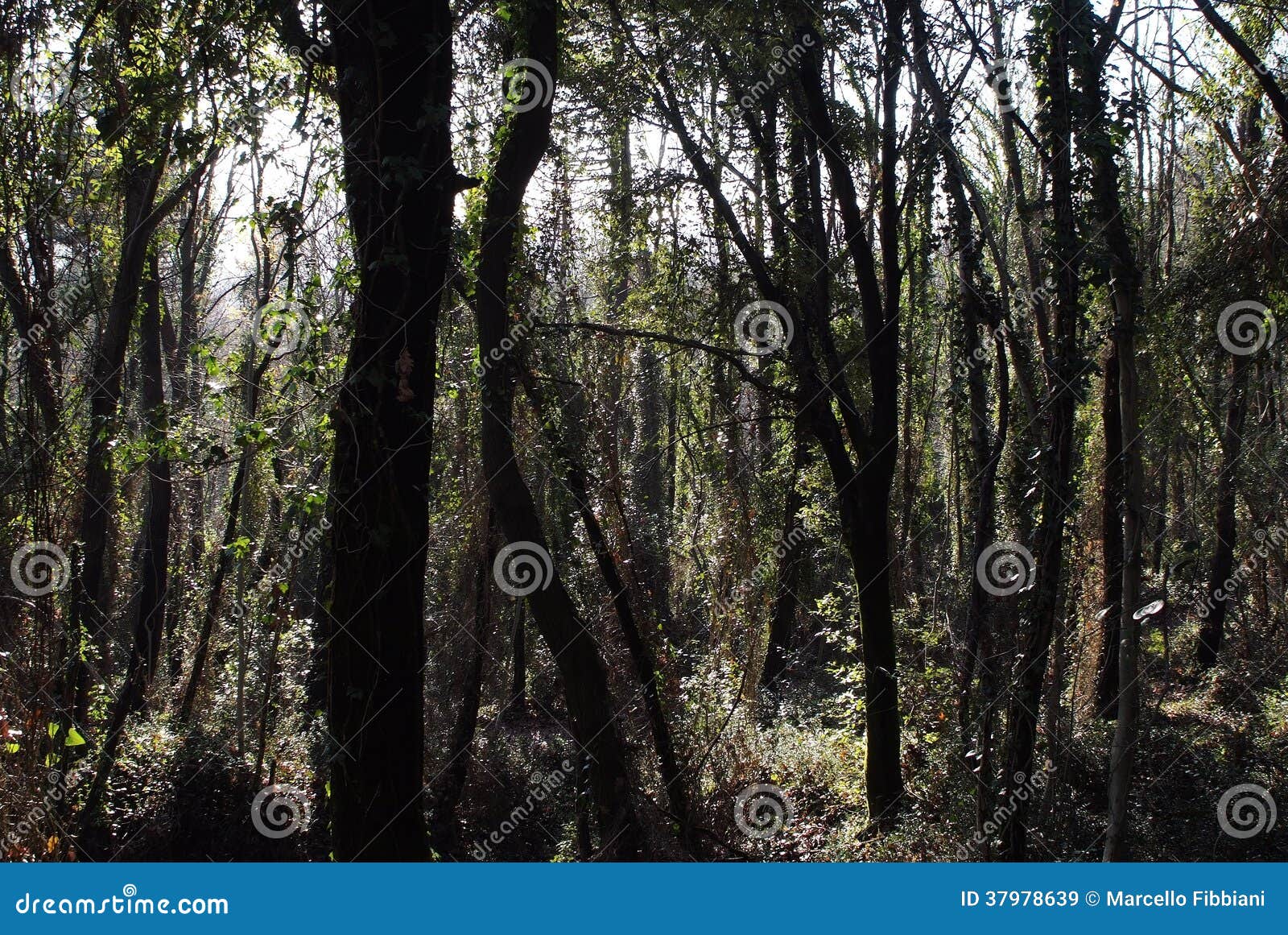 Forest stock image. Image of brush, leafy, ticket, greenery - 37978639