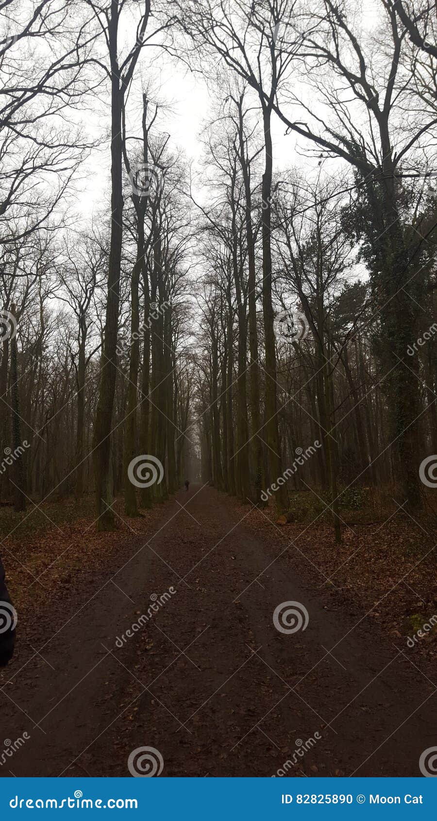 Forest stock photo. Image of dark, spooky, forest, trees - 82825890