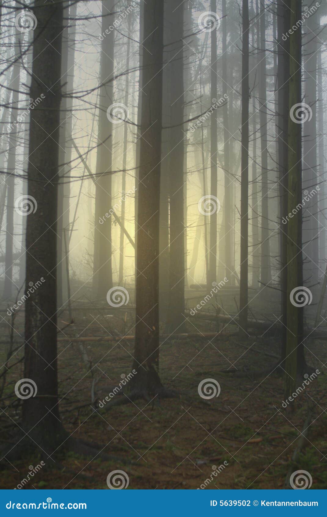 Forest with glow stock photo. Image of sunrise, forest - 5639502