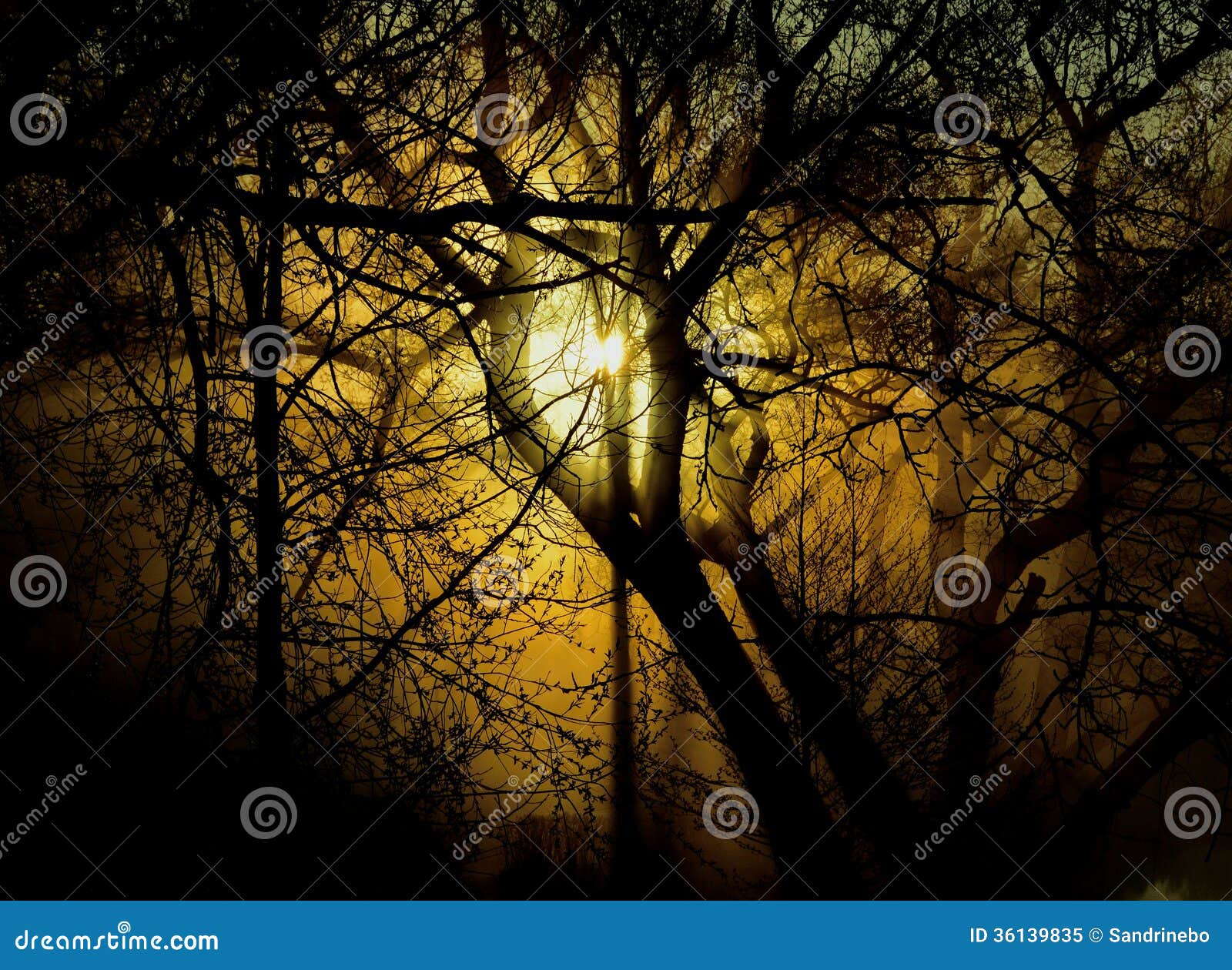 Forest glow stock image. Image of august, light, sunrise - 36139835