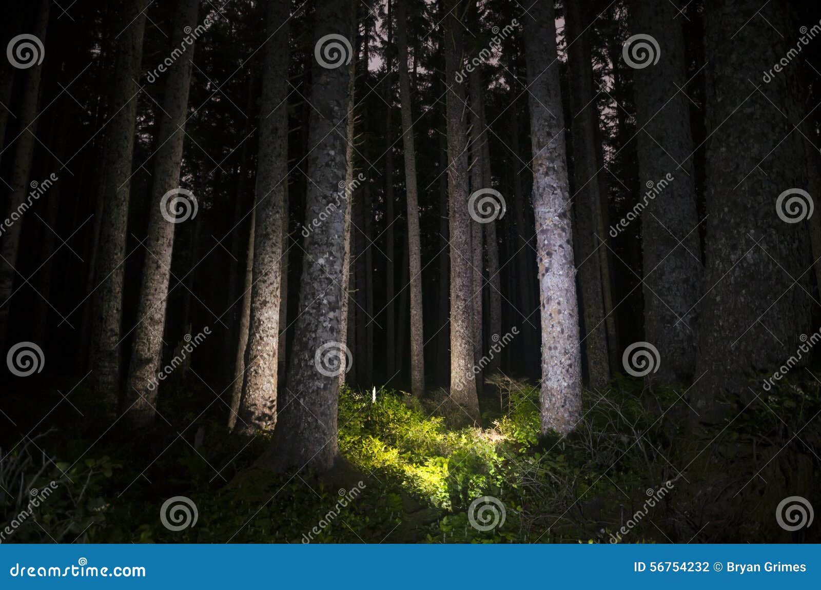Forest Glow stock photo. Image of magical, national, evening - 56754232