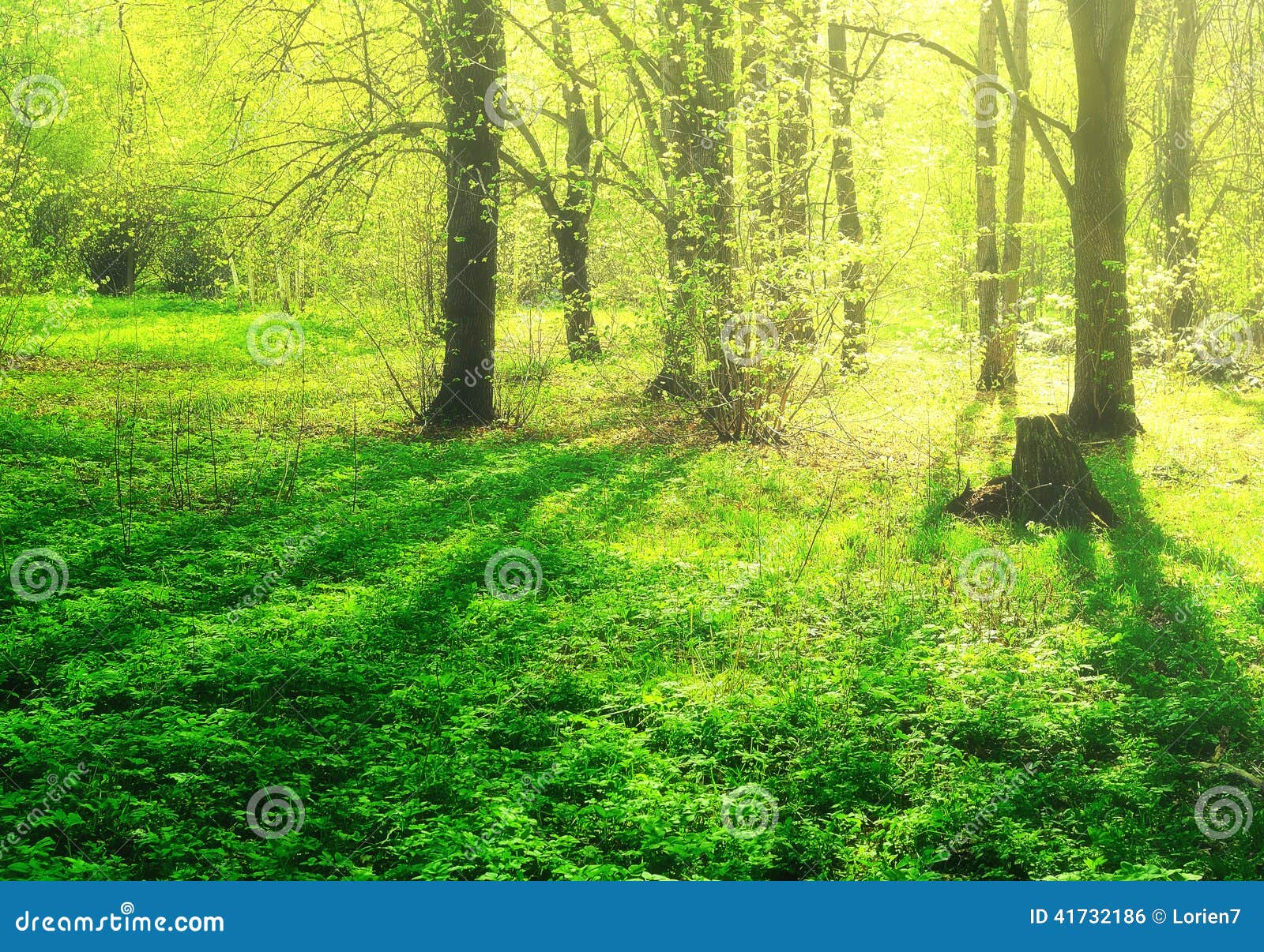 Forest Glow. Rays of Sun in Spring Wood Stock Photo - Image of gentle ...