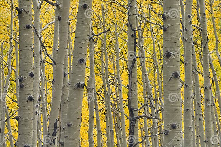 Forest of Gold stock image. Image of fallen, backlit, grove - 599243