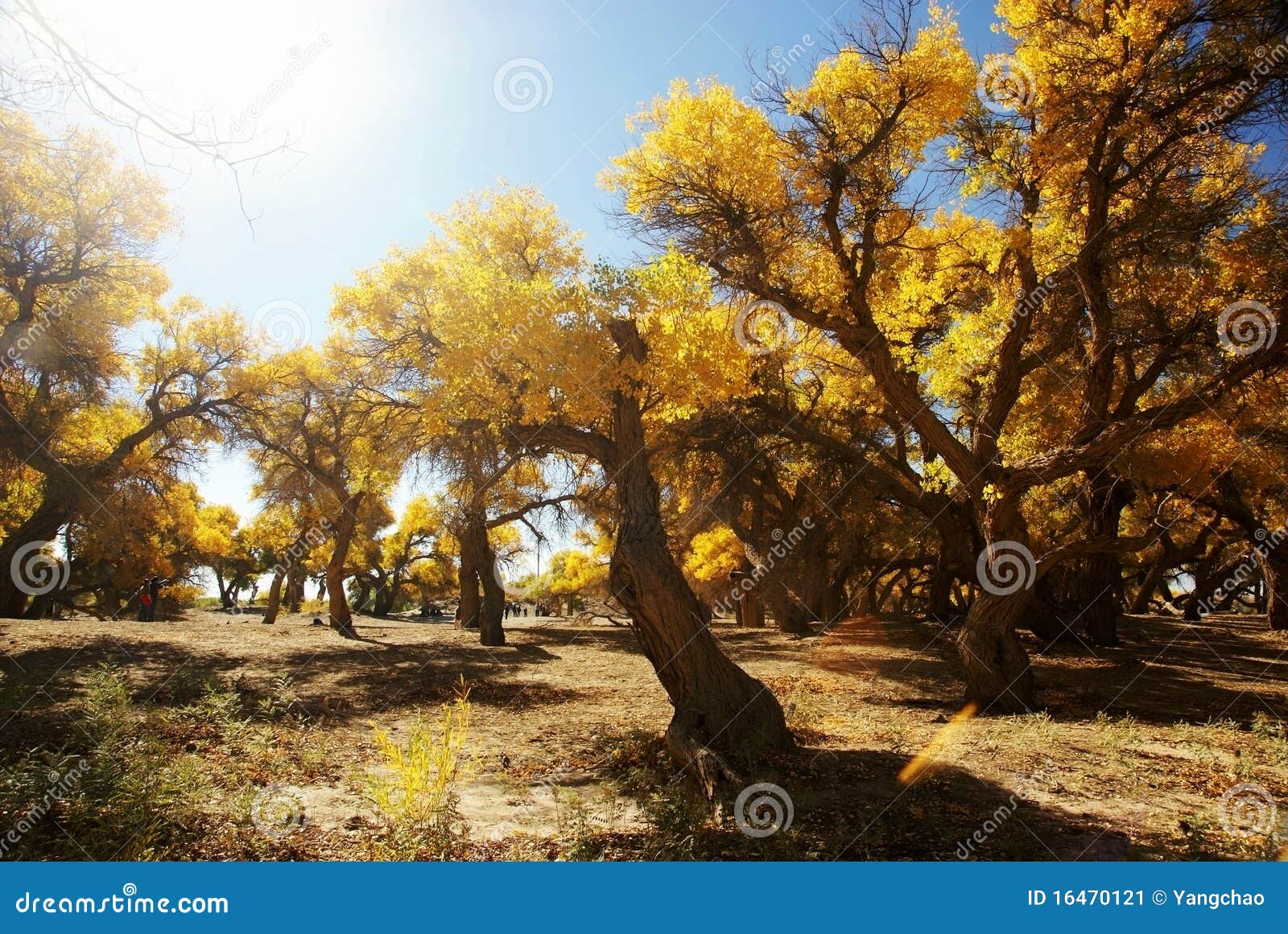 Forest with Golden Leaves in Autumn Stock Image - Image of time, fine ...
