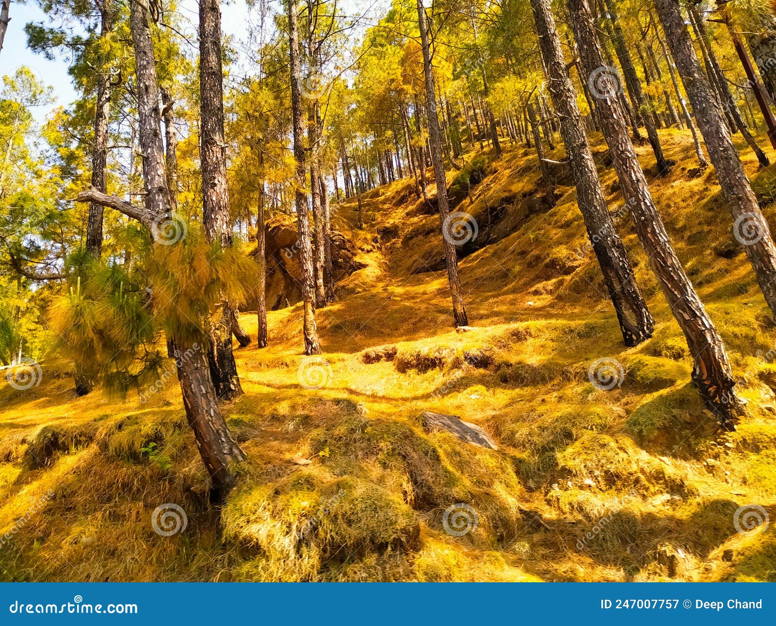 Forest of Golden Pine Trees Stock Image - Image of outdoor, countryside ...